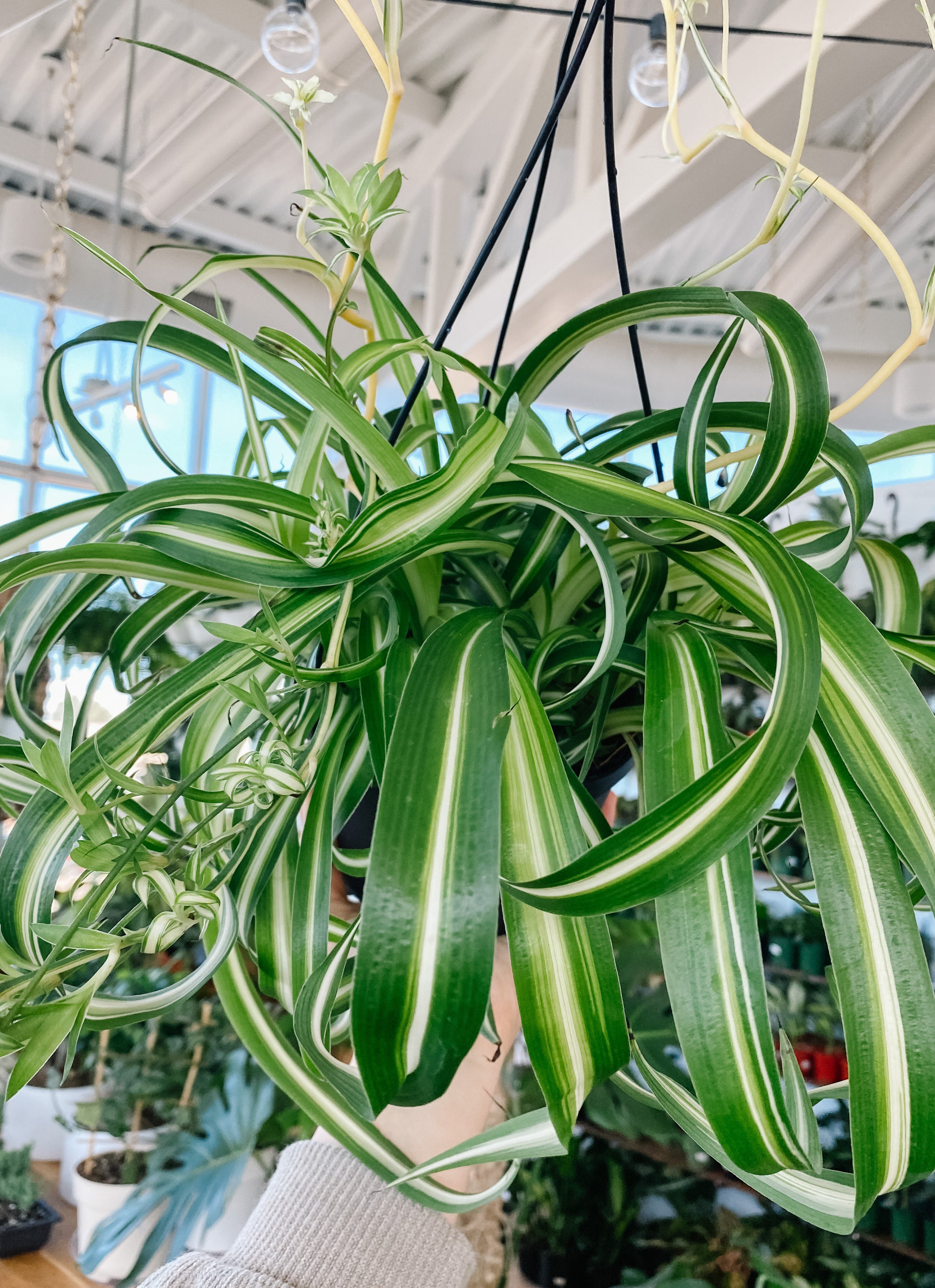 Spider Plant Curly Sue (Chlorphytum Comosum) | Botaniful