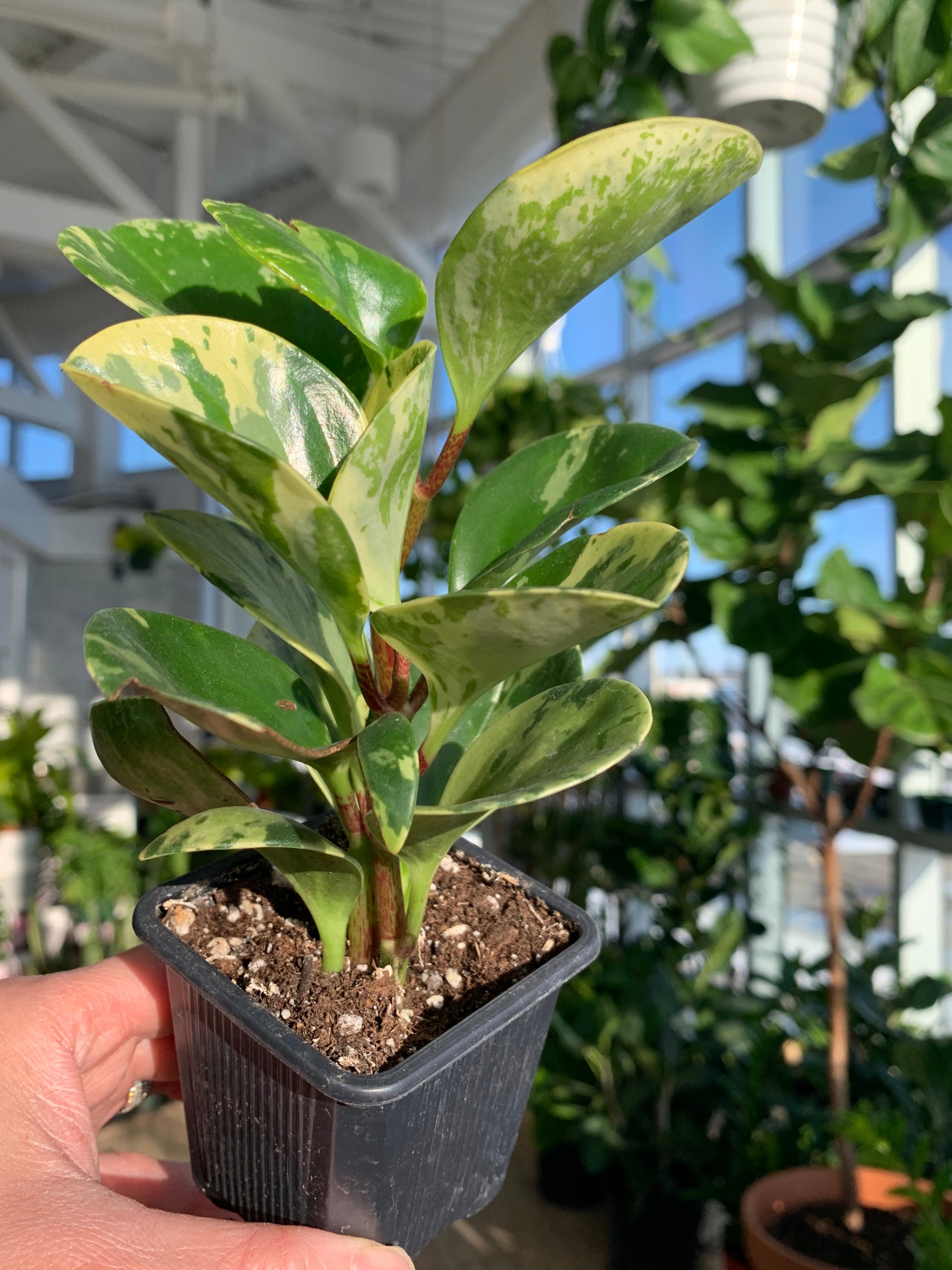 Peperomia Obtusifolia Marble (Pepperface) | Botaniful