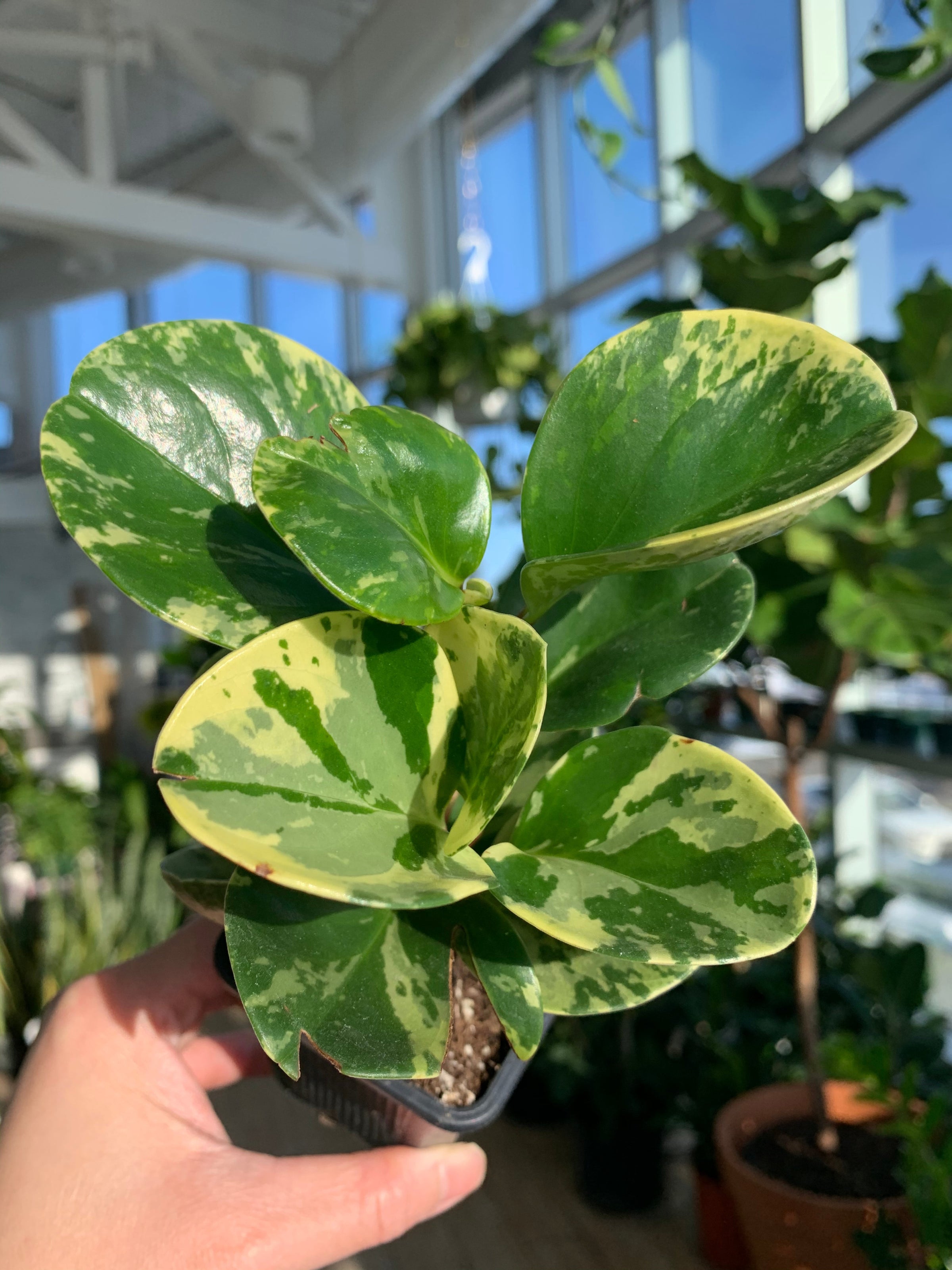 Peperomia Obtusifolia Marble (Pepperface) | Botaniful