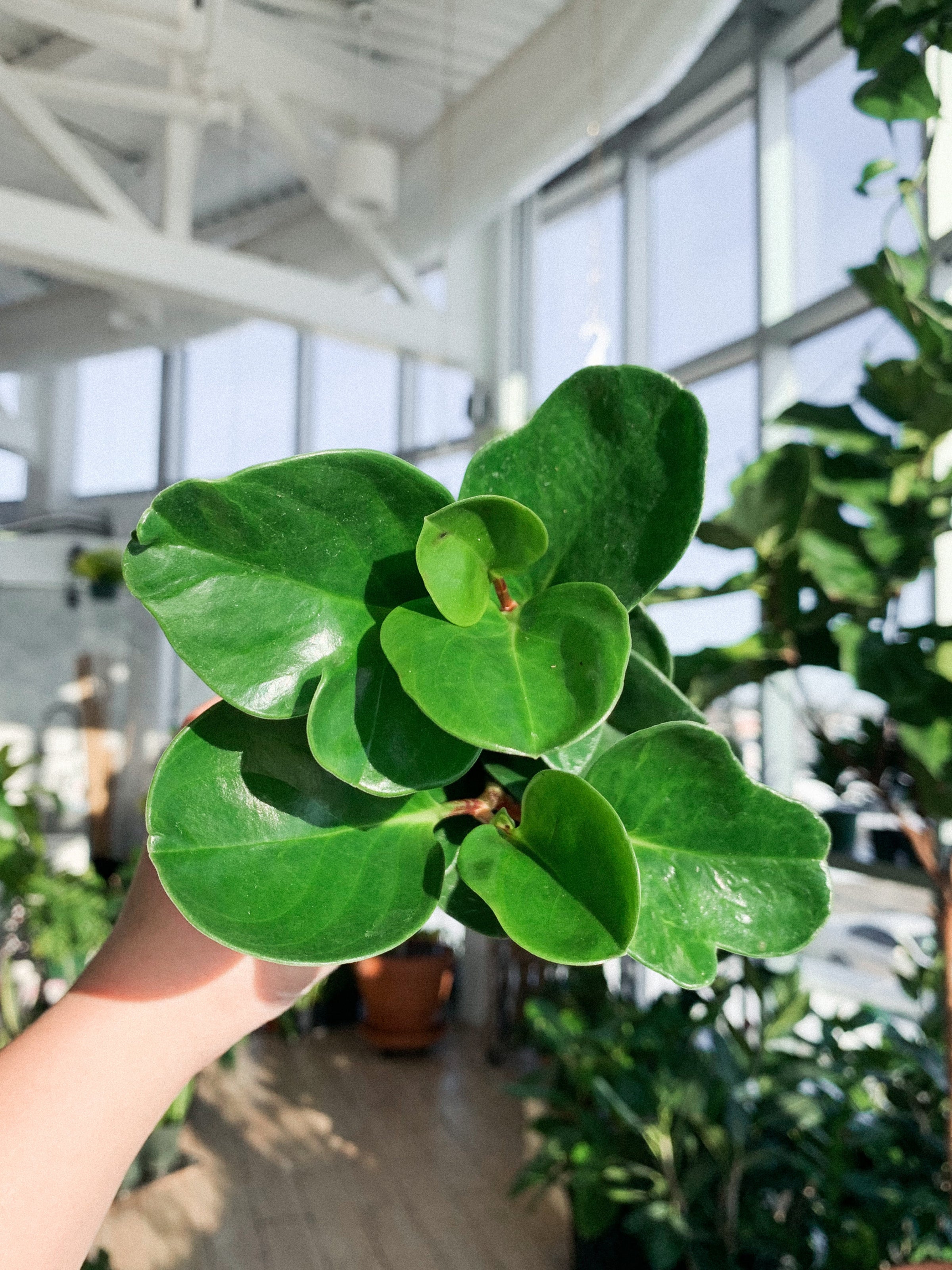 Peperomia Obtusifolia Green (Pepperface) | Botaniful
