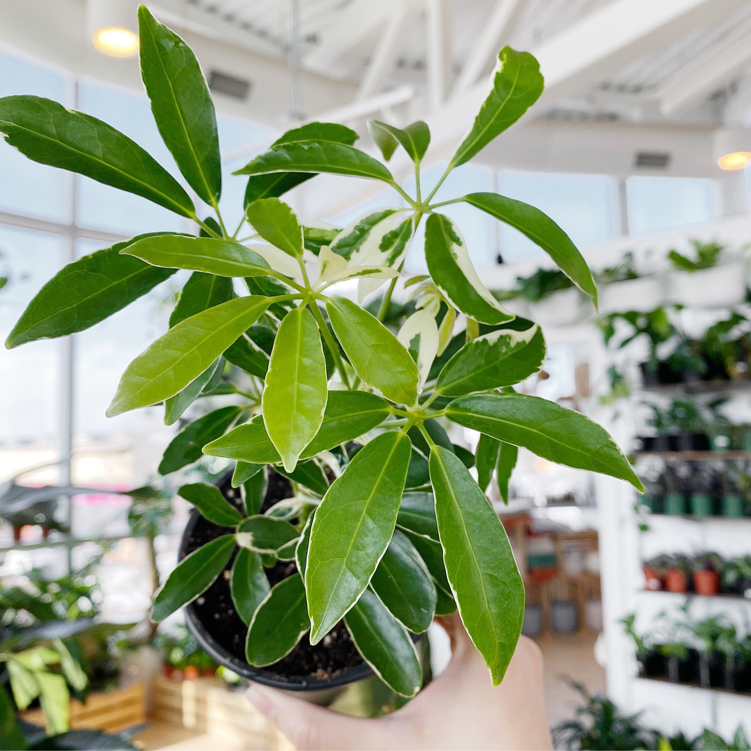 Hawaiian Schefflera Plant