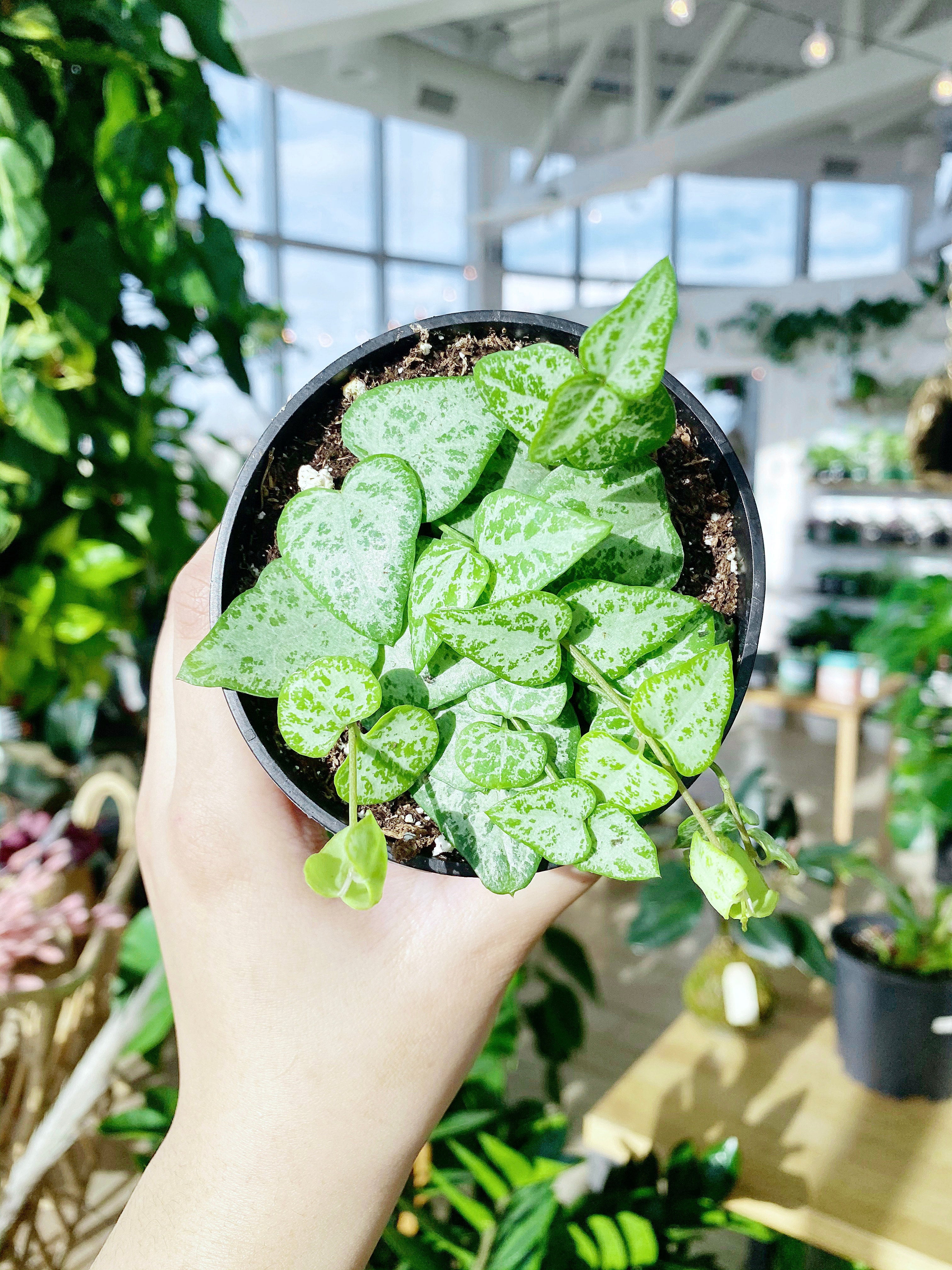 String of Spades (Arrows) (Woodii Ceropegia) | Botaniful