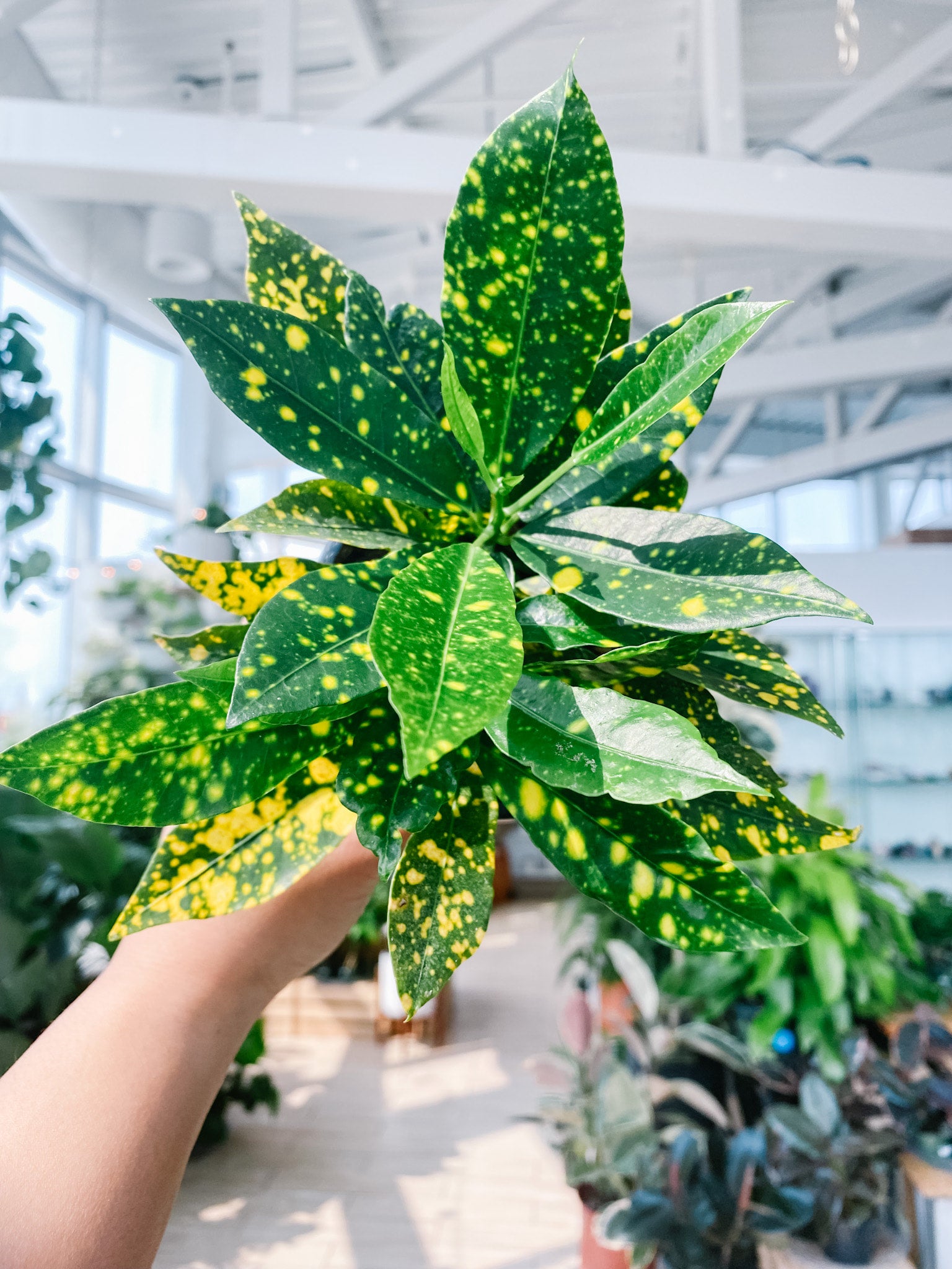 Croton Gold Dust 4" | Botaniful