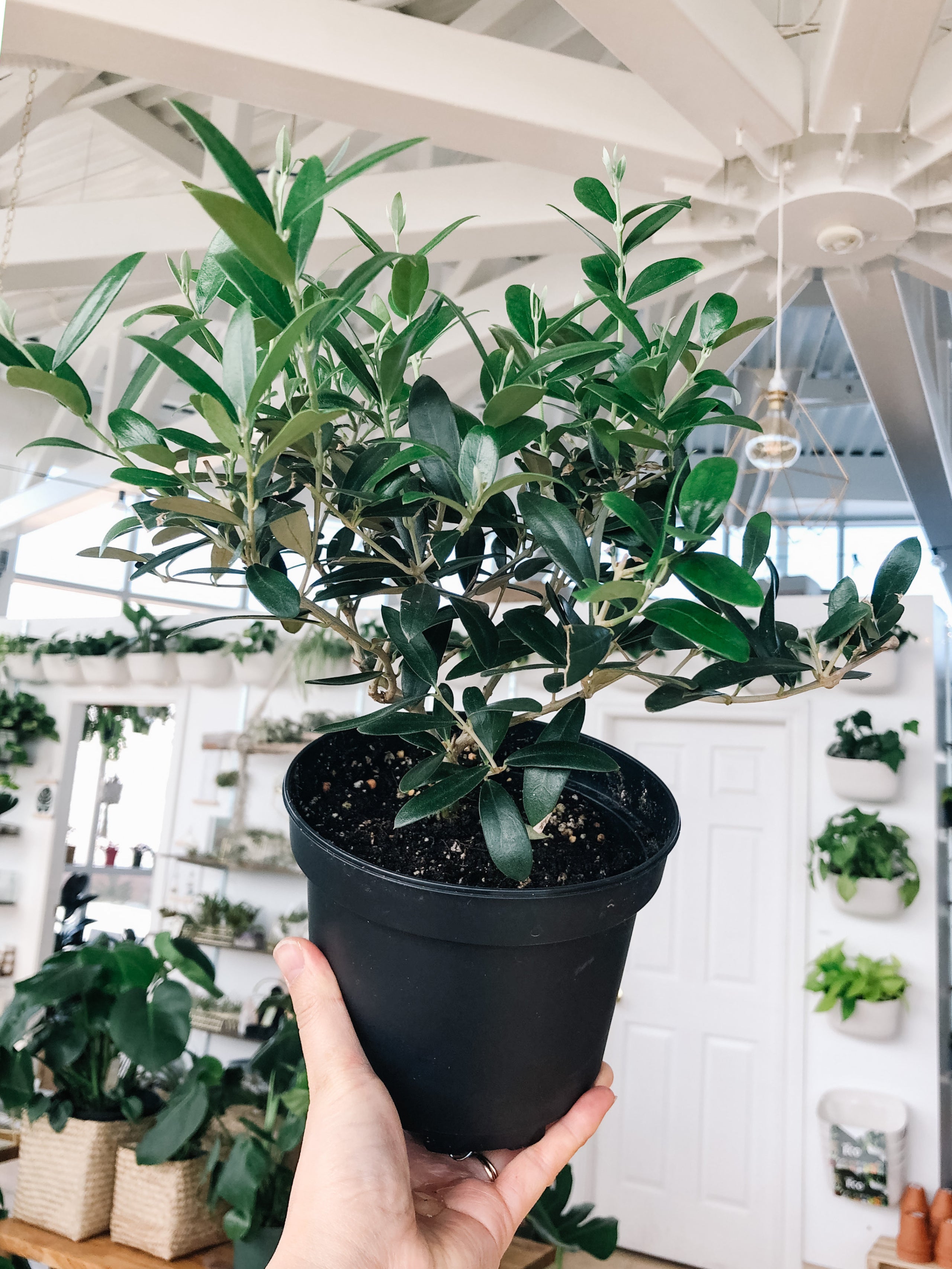 Olive Tree | Botaniful