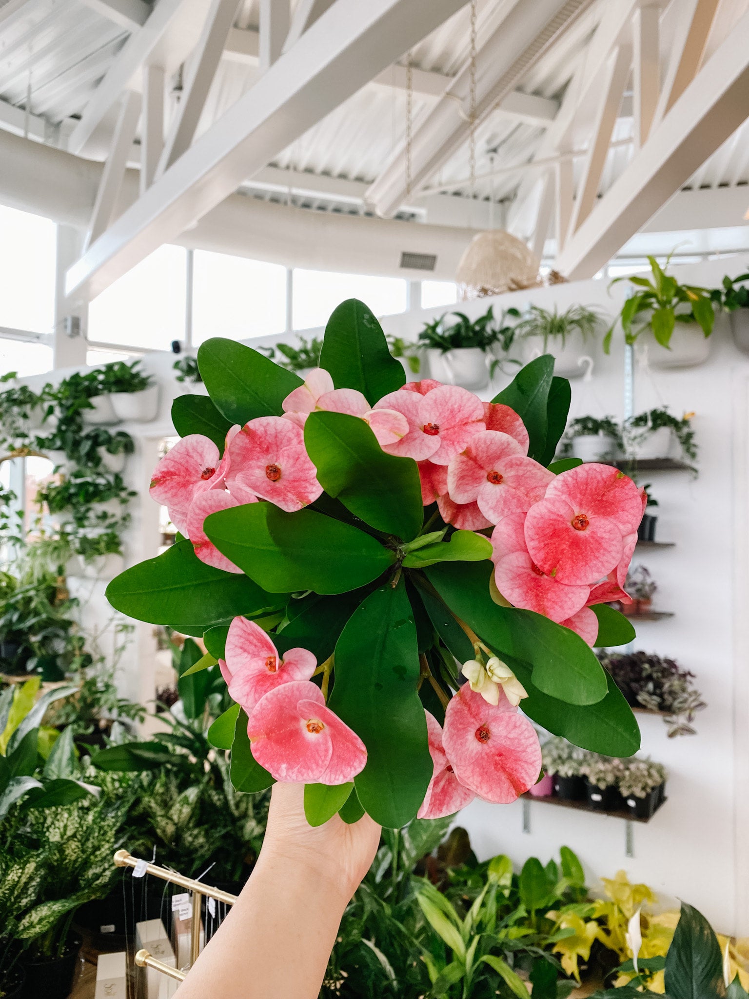 Crown of Thorns | Botaniful