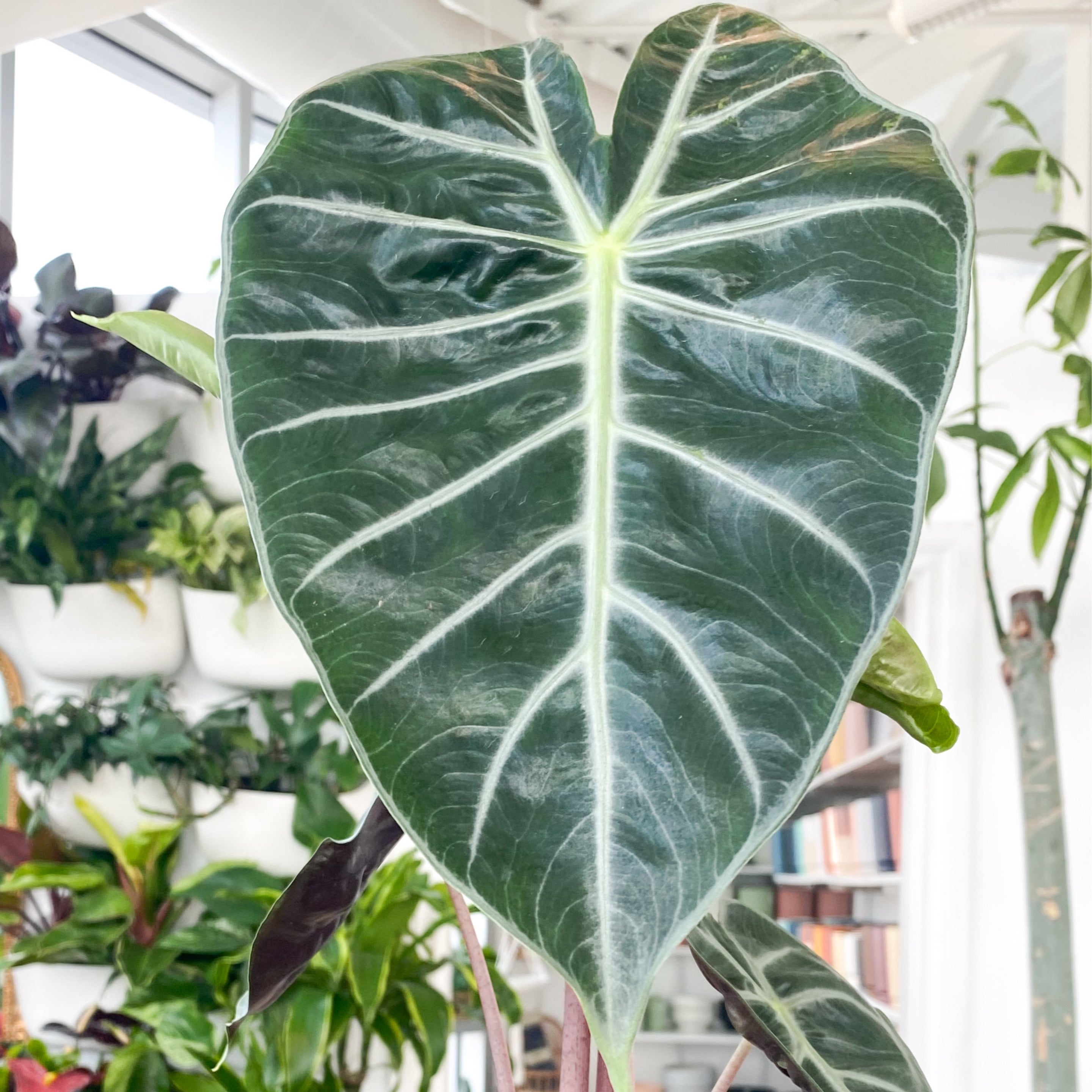 Alocasia Pink Princess | Botaniful