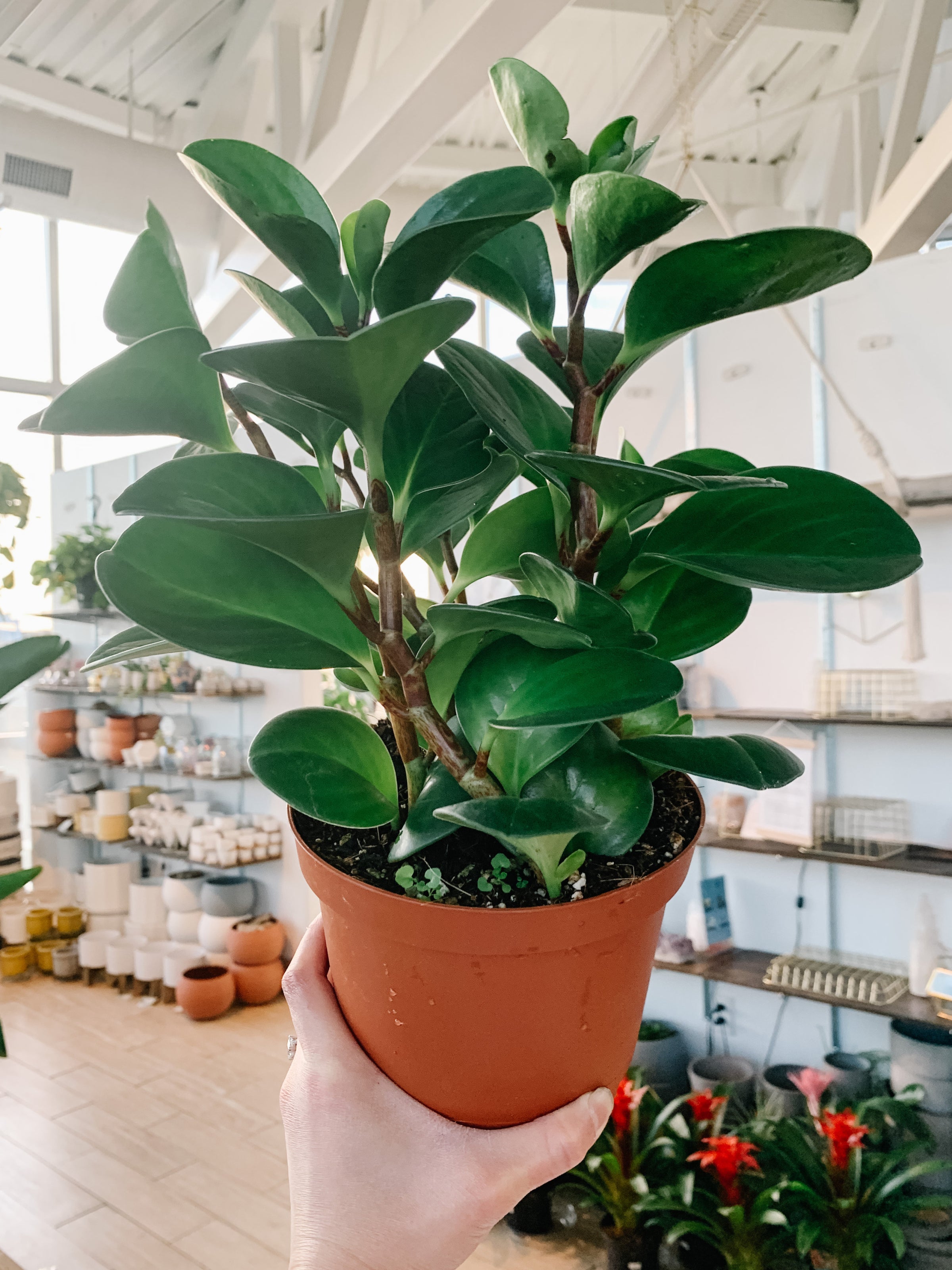 Peperomia Obtusifolia Green (Pepperface) | Botaniful
