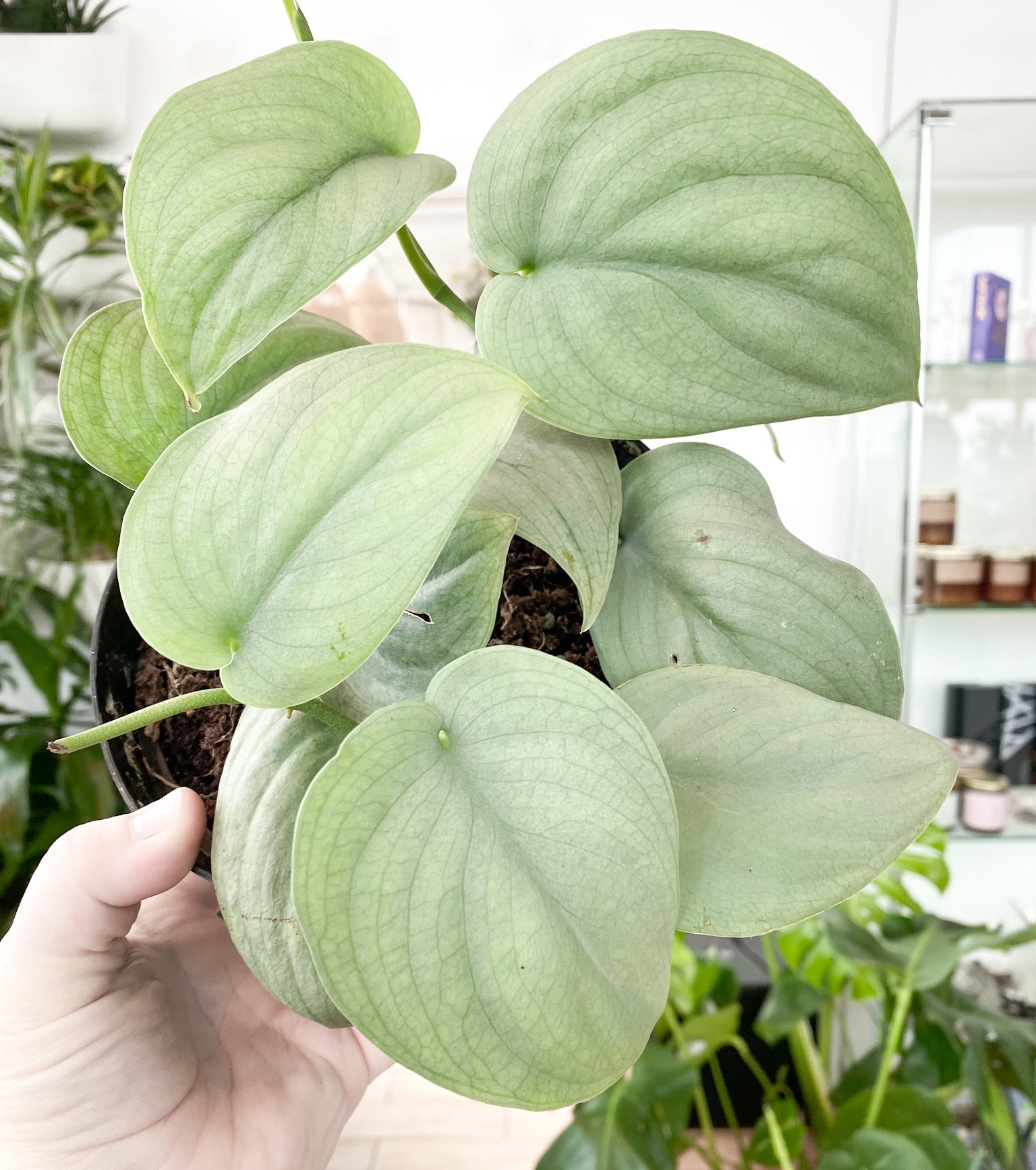 Scindapsus Platinum Silver Hero ‘Java' 6" | Botaniful