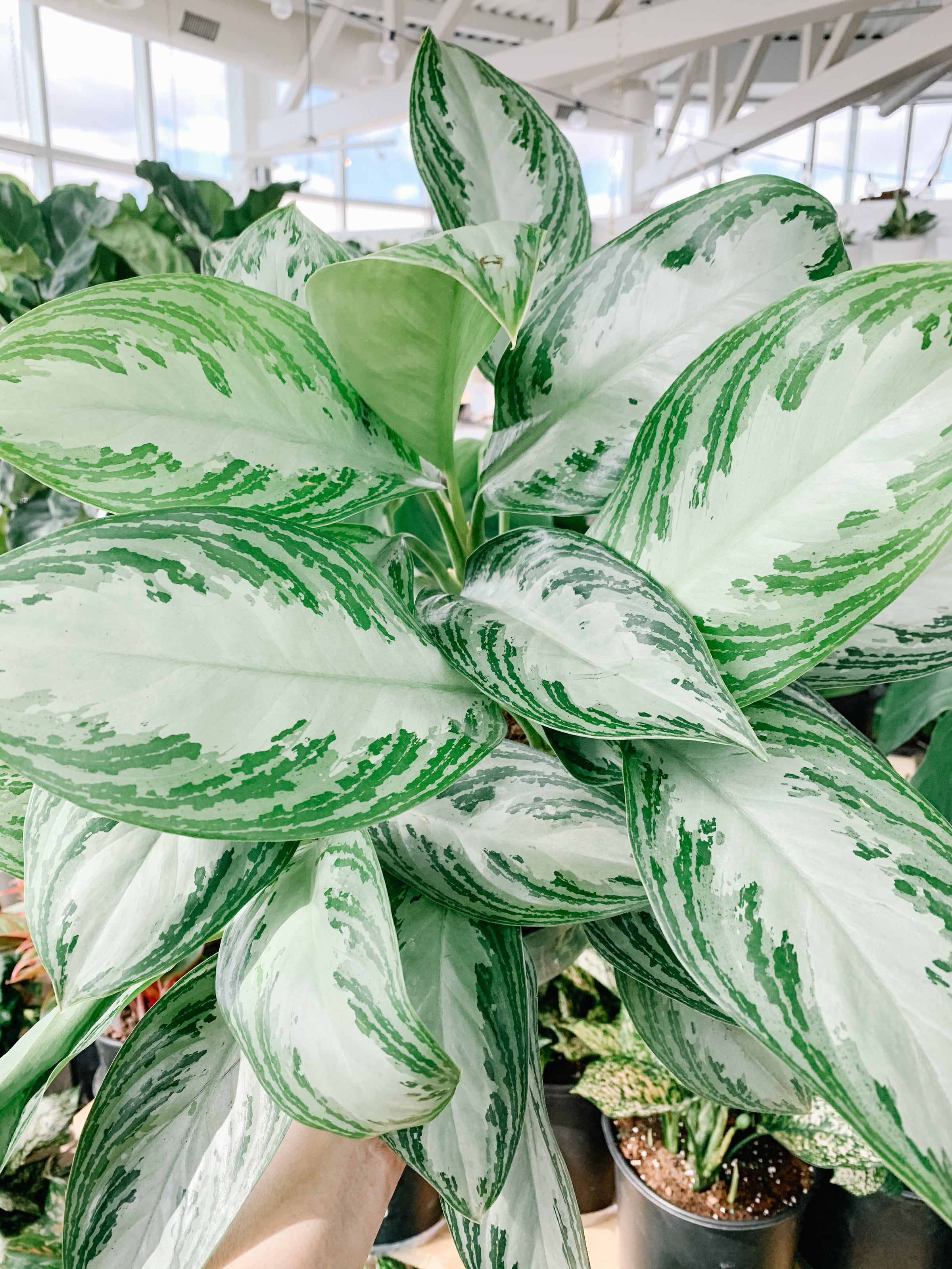 Aglaonema Silver Bay (Chinese Evergreen) | Botaniful