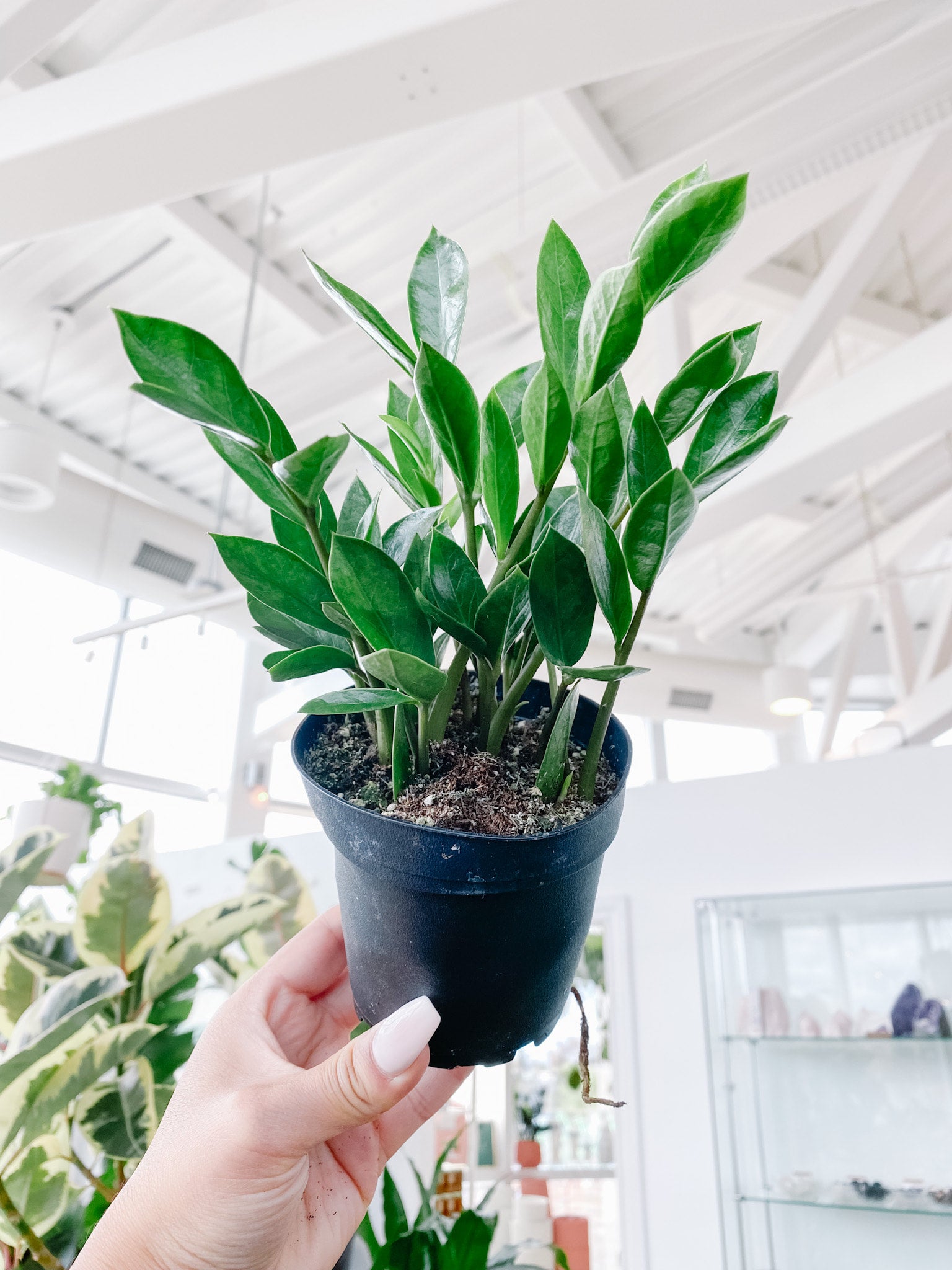 Zamioculcas Zamiifolia Zamicro Dwarf (ZZ Plant) | Botaniful