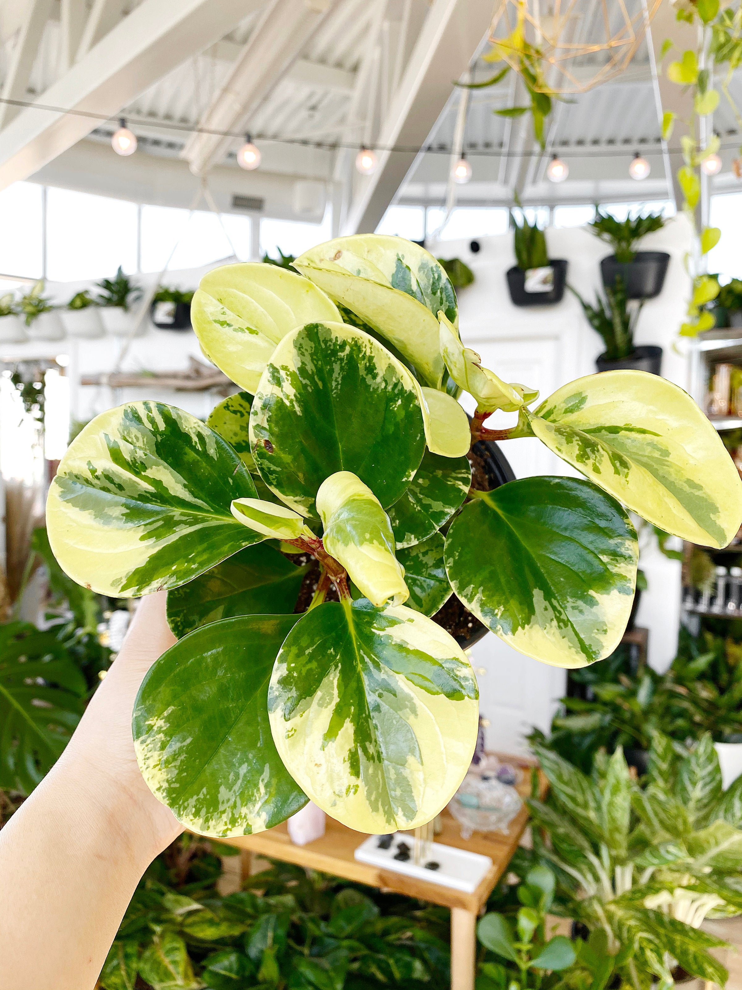 Peperomia Obtusifolia Marble (Pepperface) | Botaniful