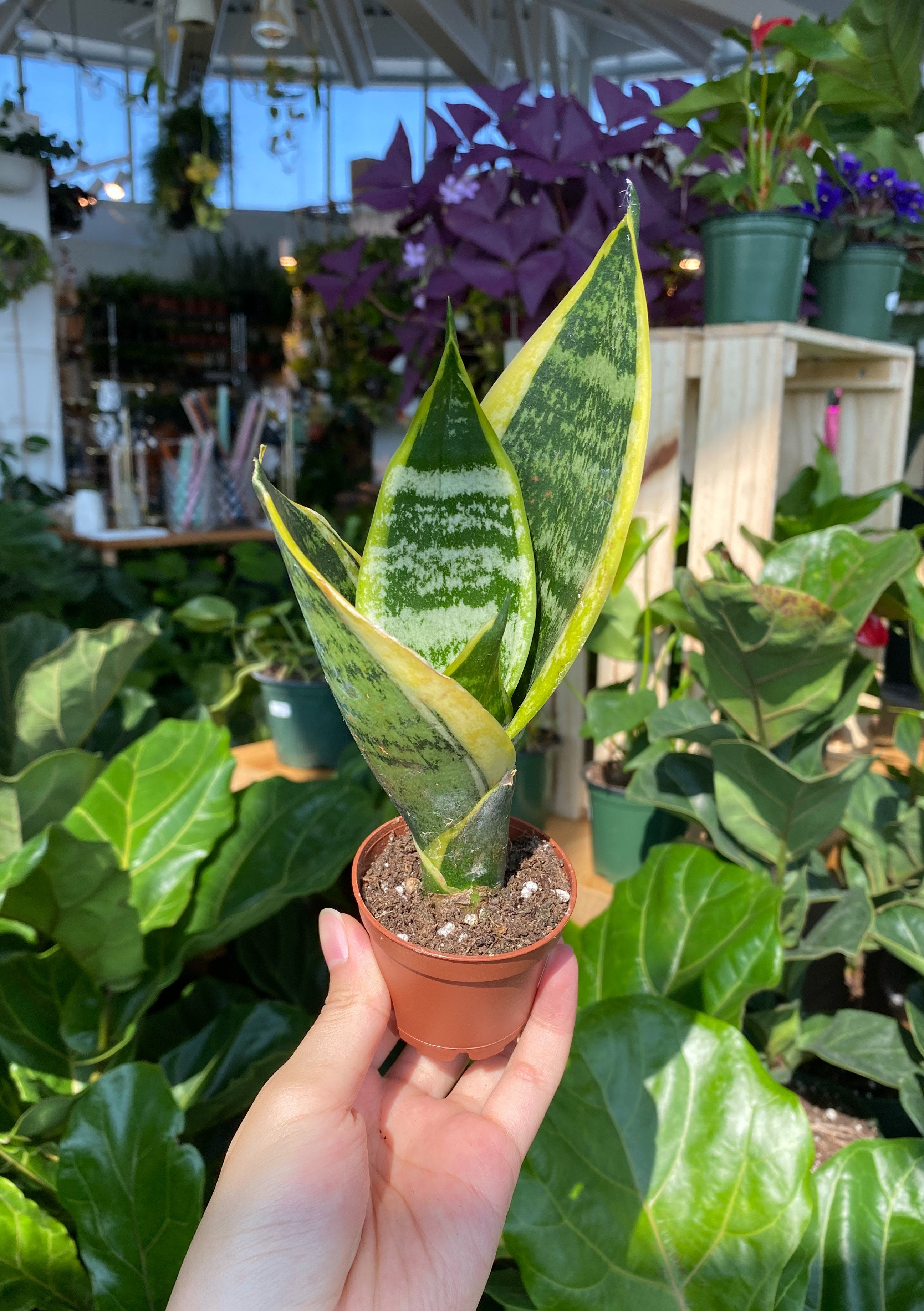 Sansevieria Futura Superba (Snake Plant) | Botaniful
