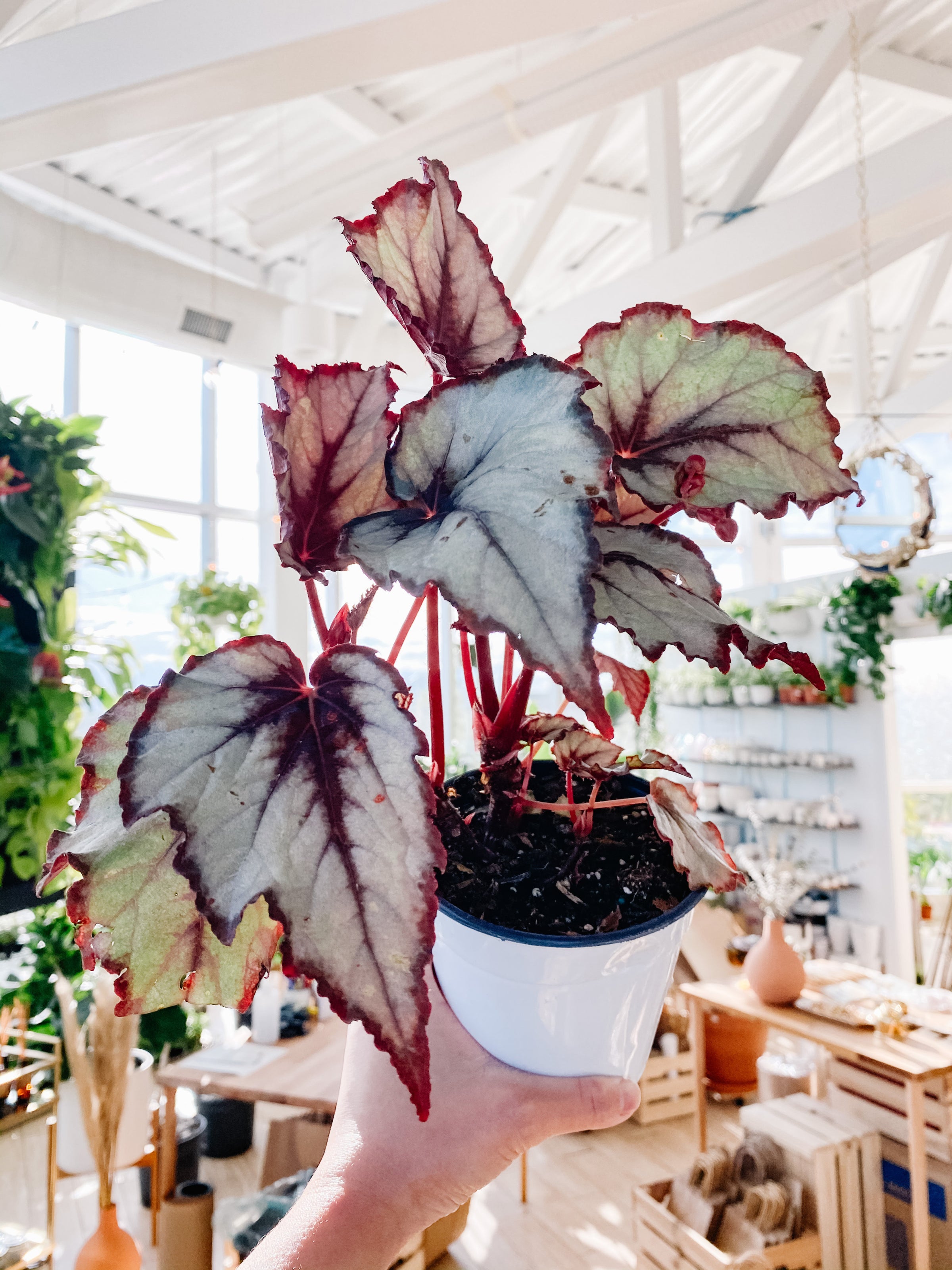 Begonia Rex | Botaniful