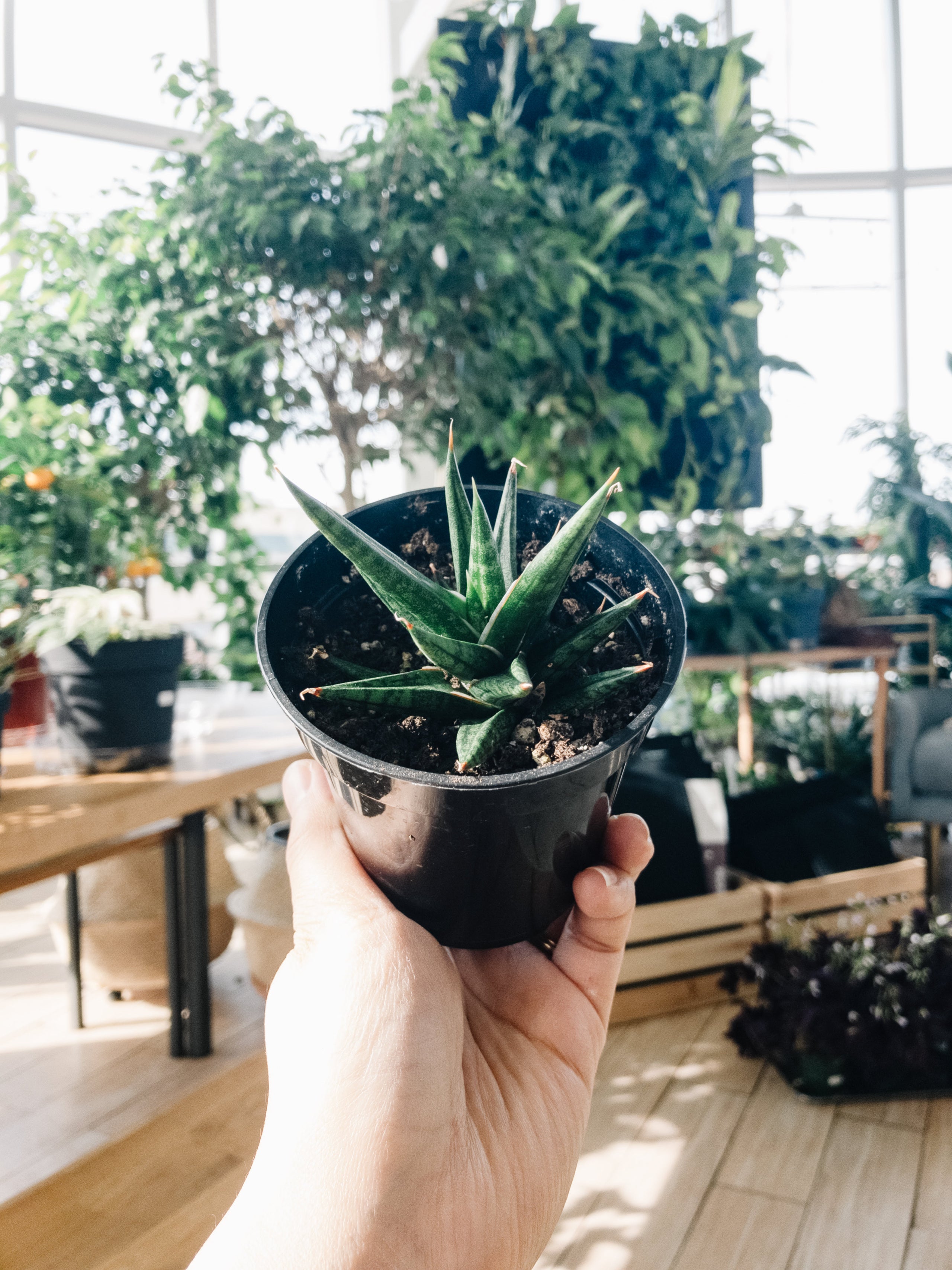 Sansevieria Francissii Spiky (Snake Plant) | Botaniful