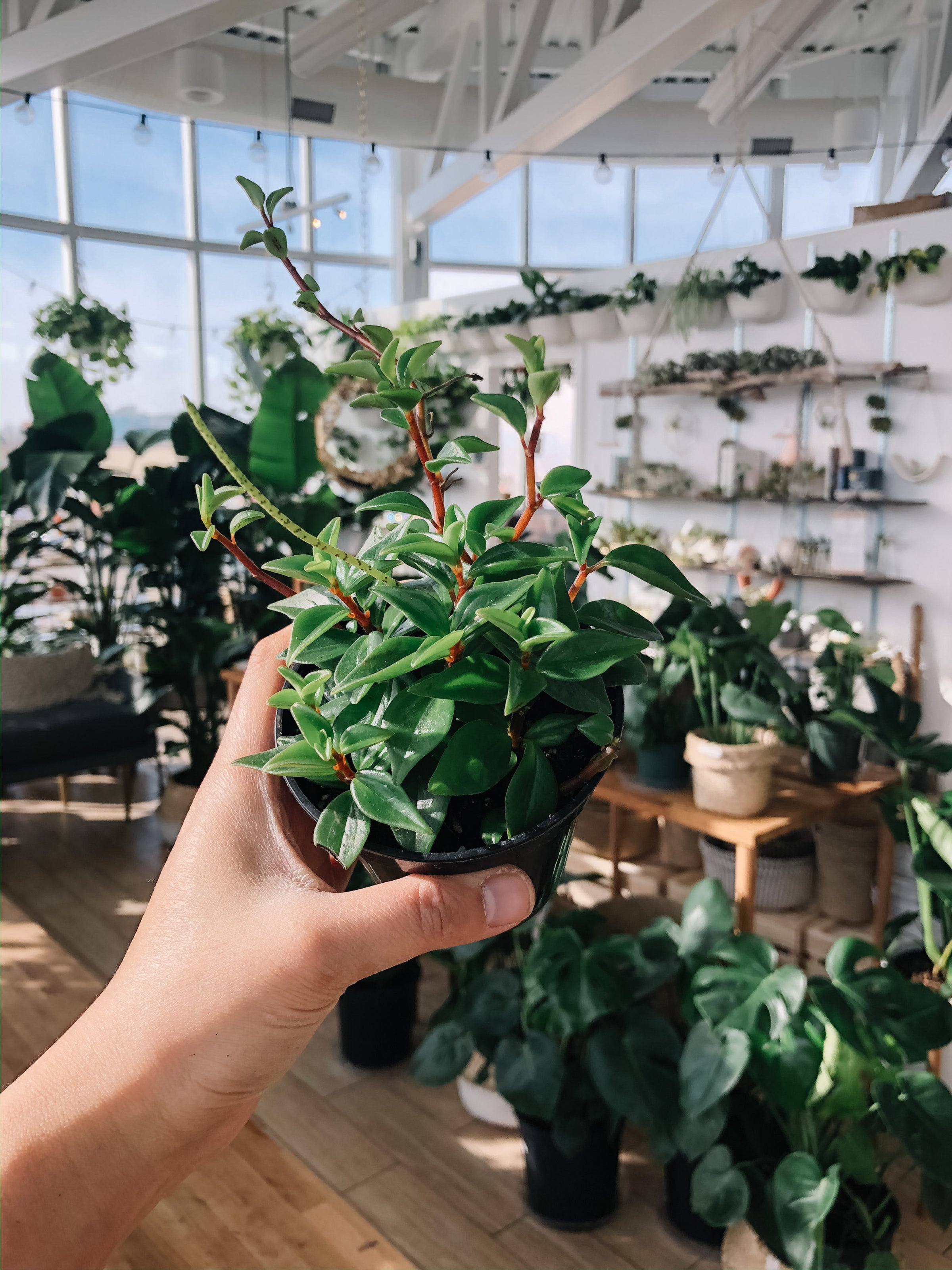 Peperomia Amigo Marcello | Botaniful
