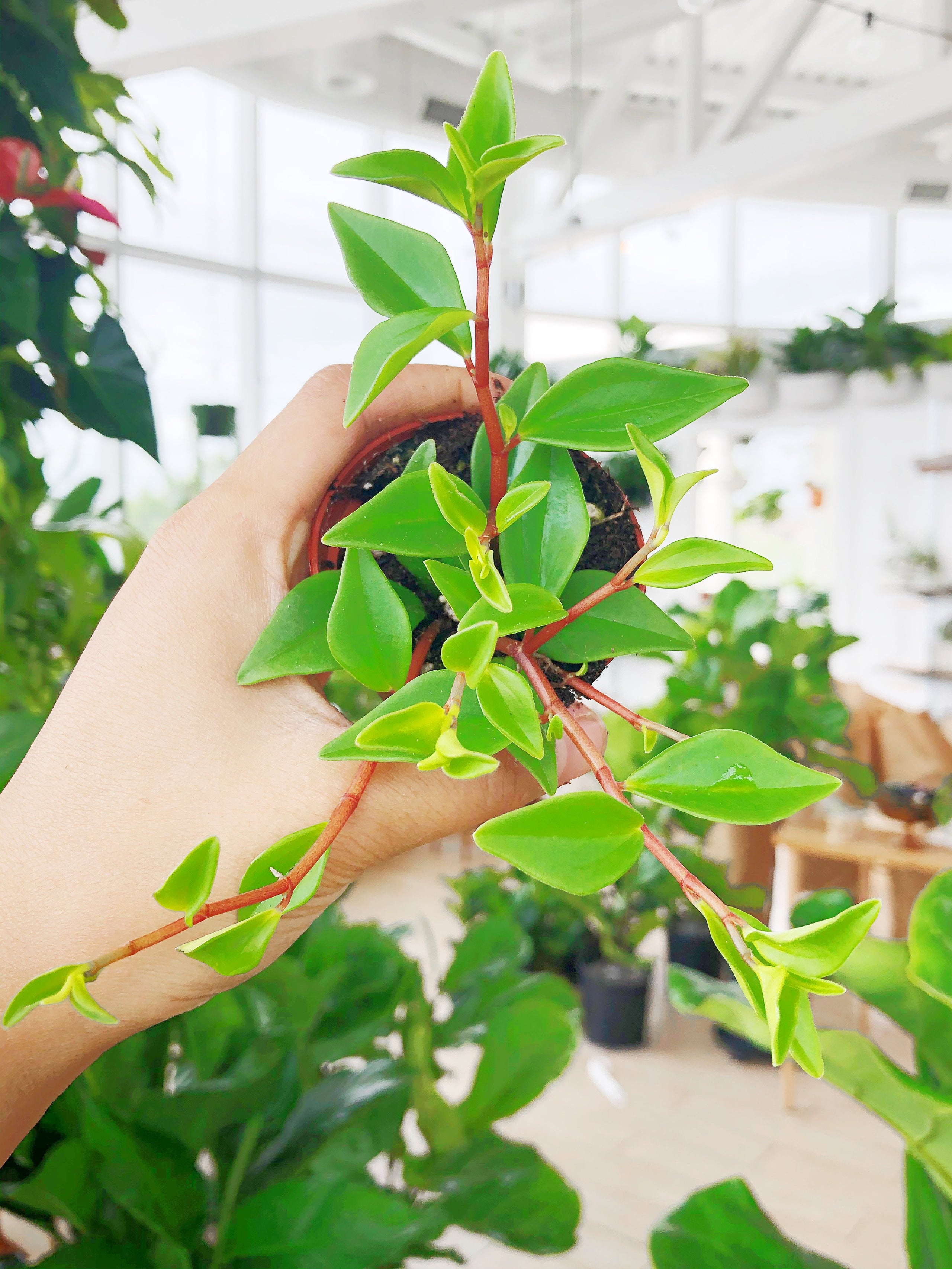 Peperomia Amigo Marcello | Botaniful
