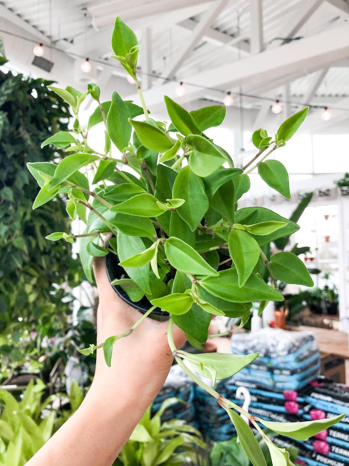 Peperomia Amigo Marcello | Botaniful