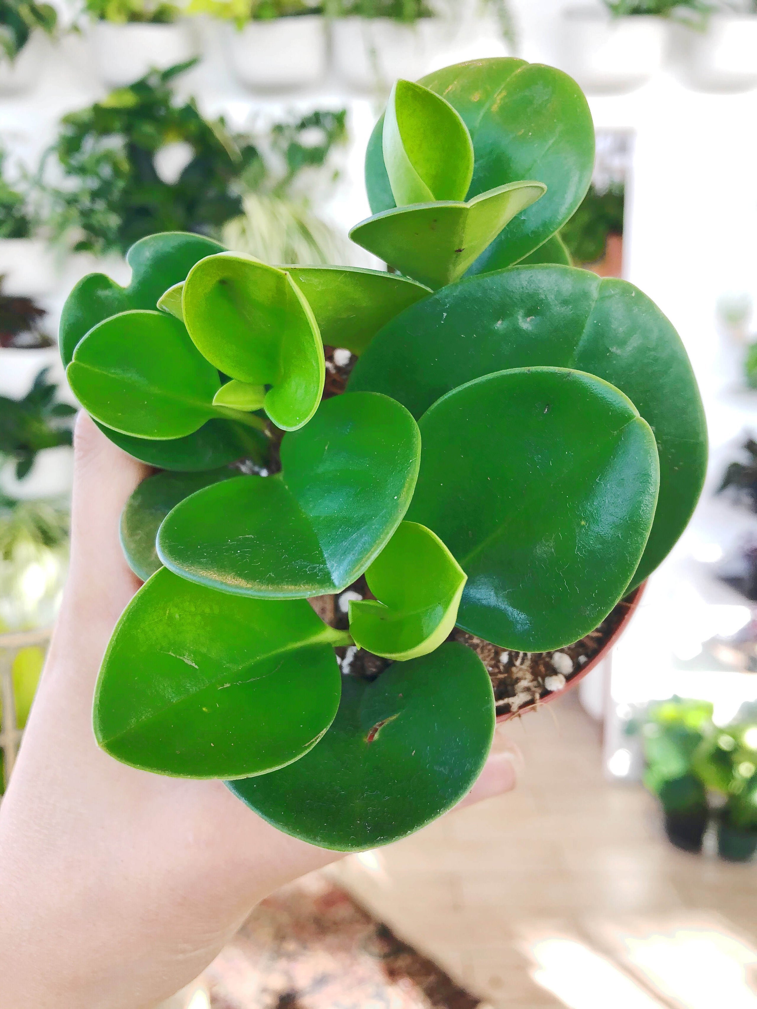 Peperomia Obtusifolia Green (Pepperface) | Botaniful