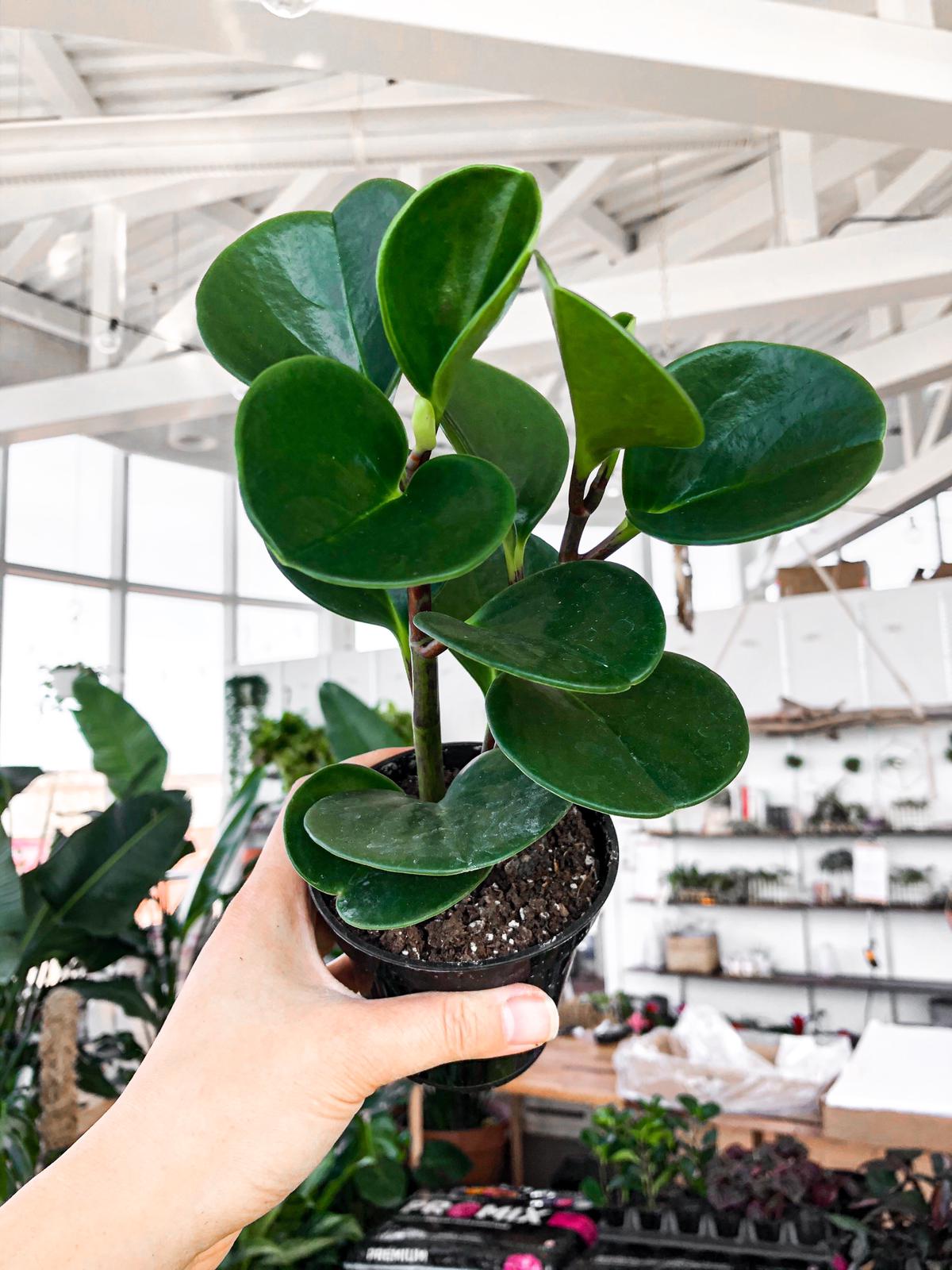 Peperomia Obtusifolia Green (Pepperface) | Botaniful