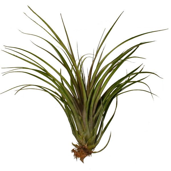 Tillandsia Capitata Maroon Large | Botaniful