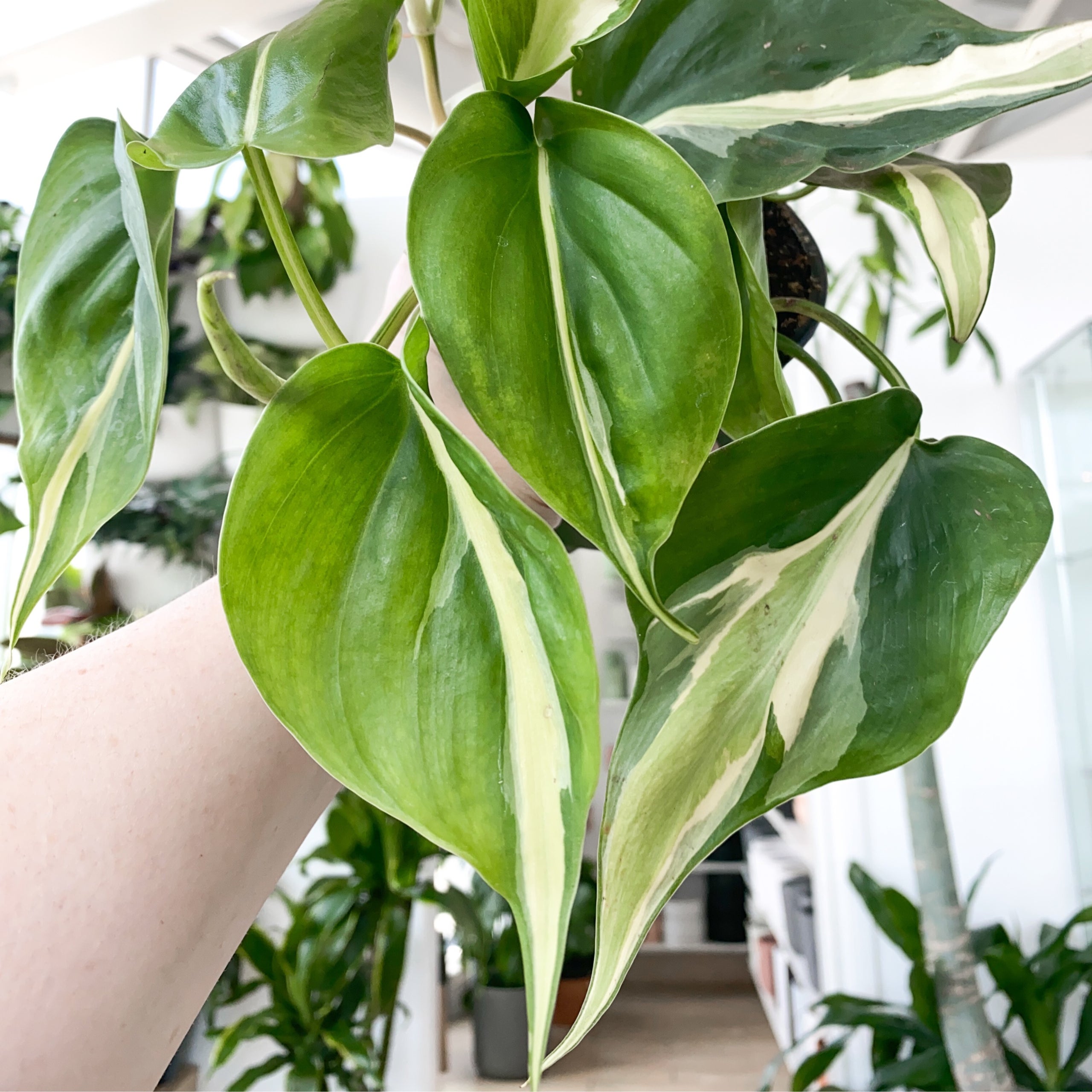 Philodendron Silver Stripe | Botaniful