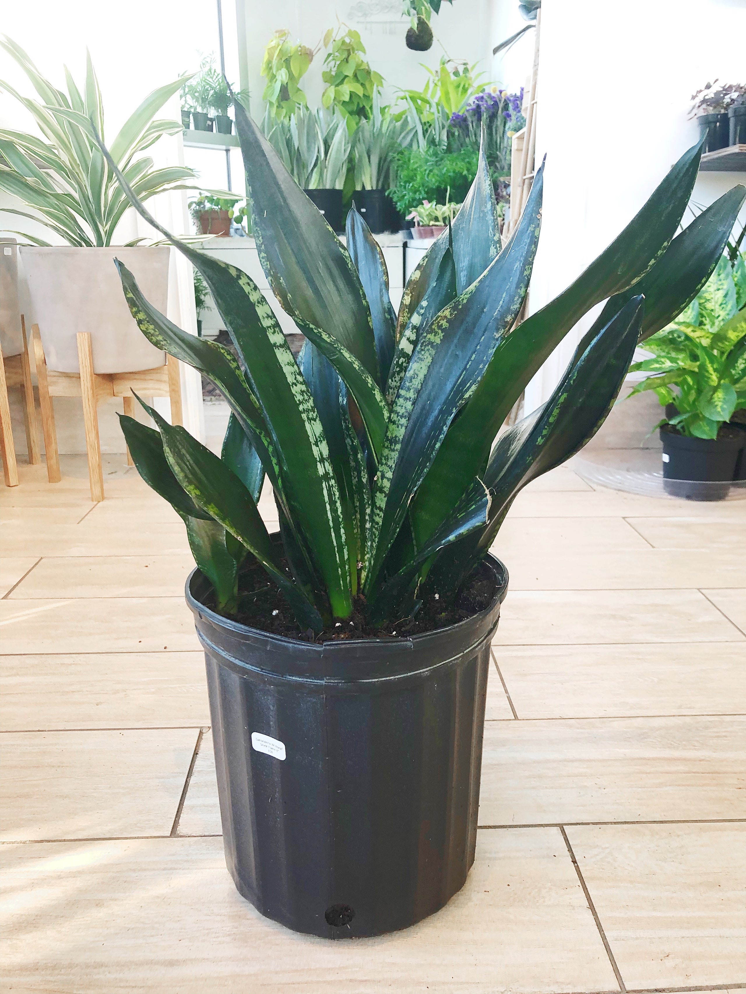 Sansevieria Whitney / Silver Flame (Snake Plant) | Botaniful