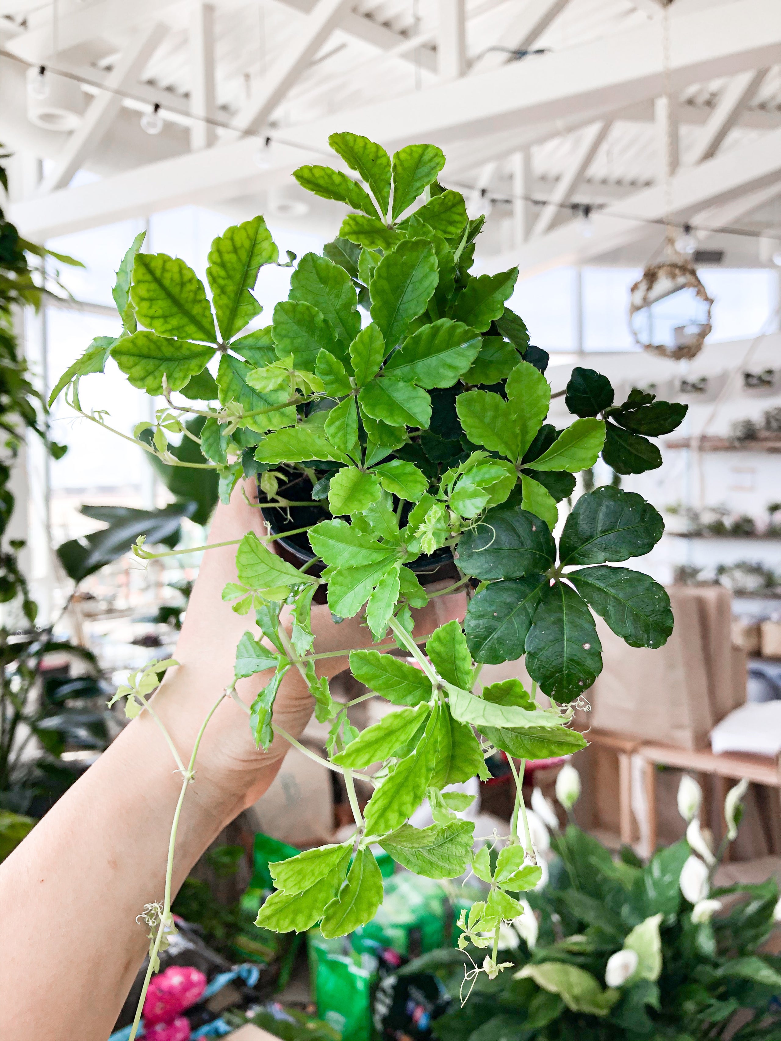 Sugarvine | Botaniful