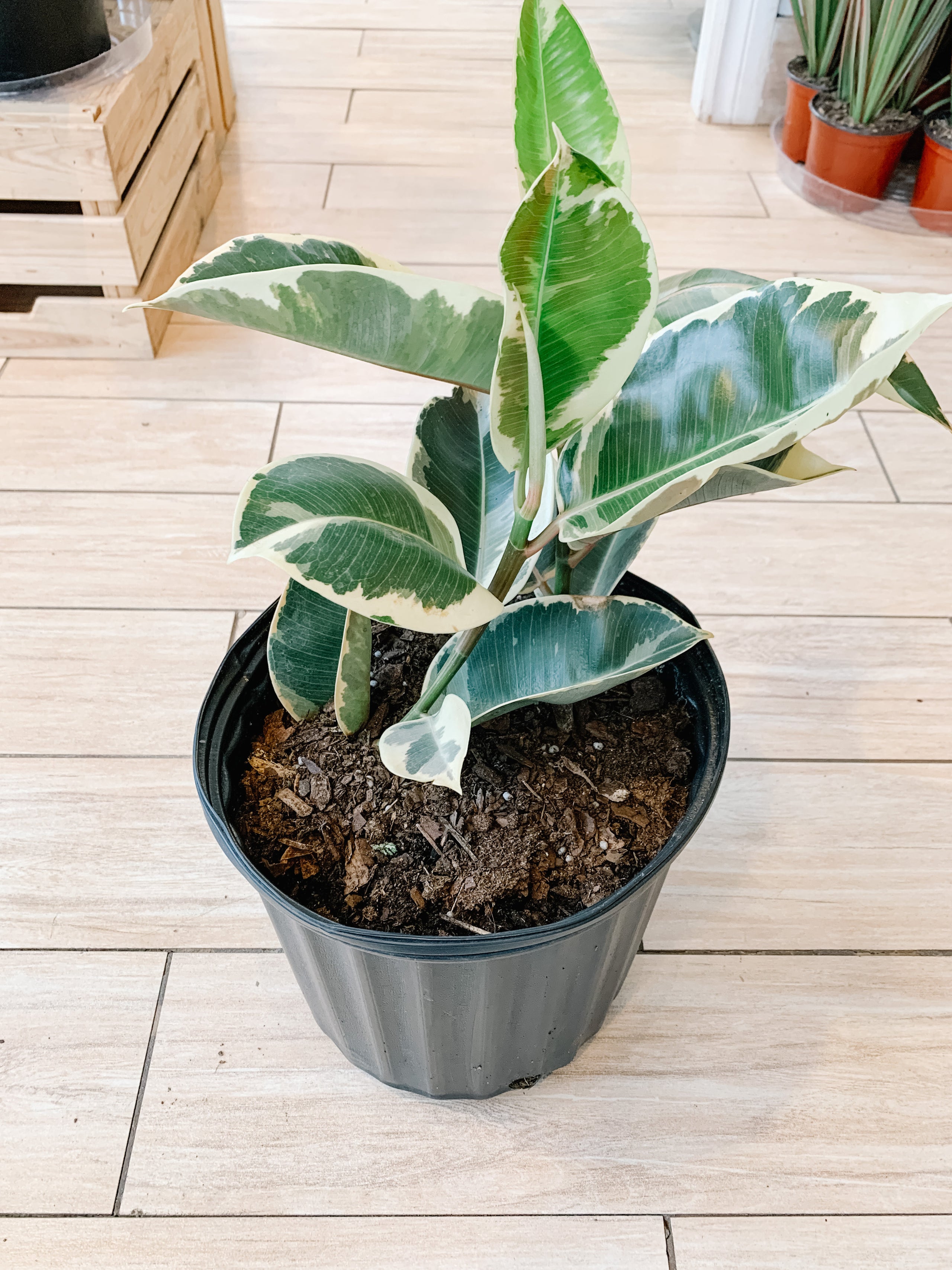 Ficus Elastica Tineke Bush (Rubber Plant) | Botaniful
