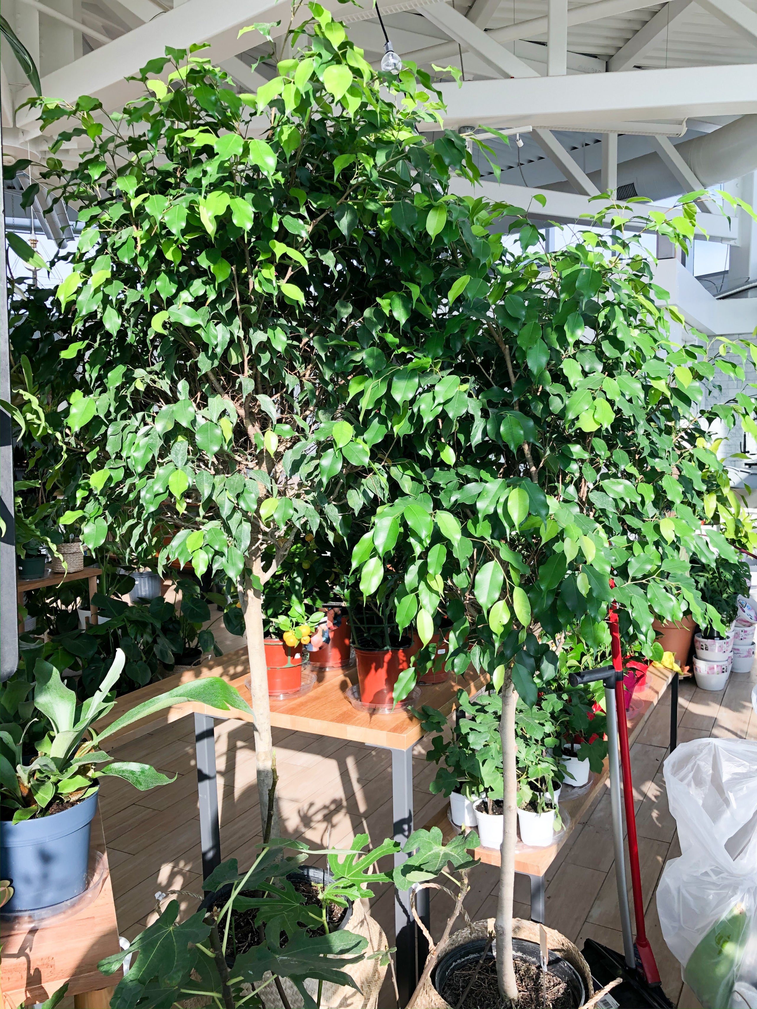 Benjamina Standard (Weeping Fig/Ficus Benji) | Botaniful