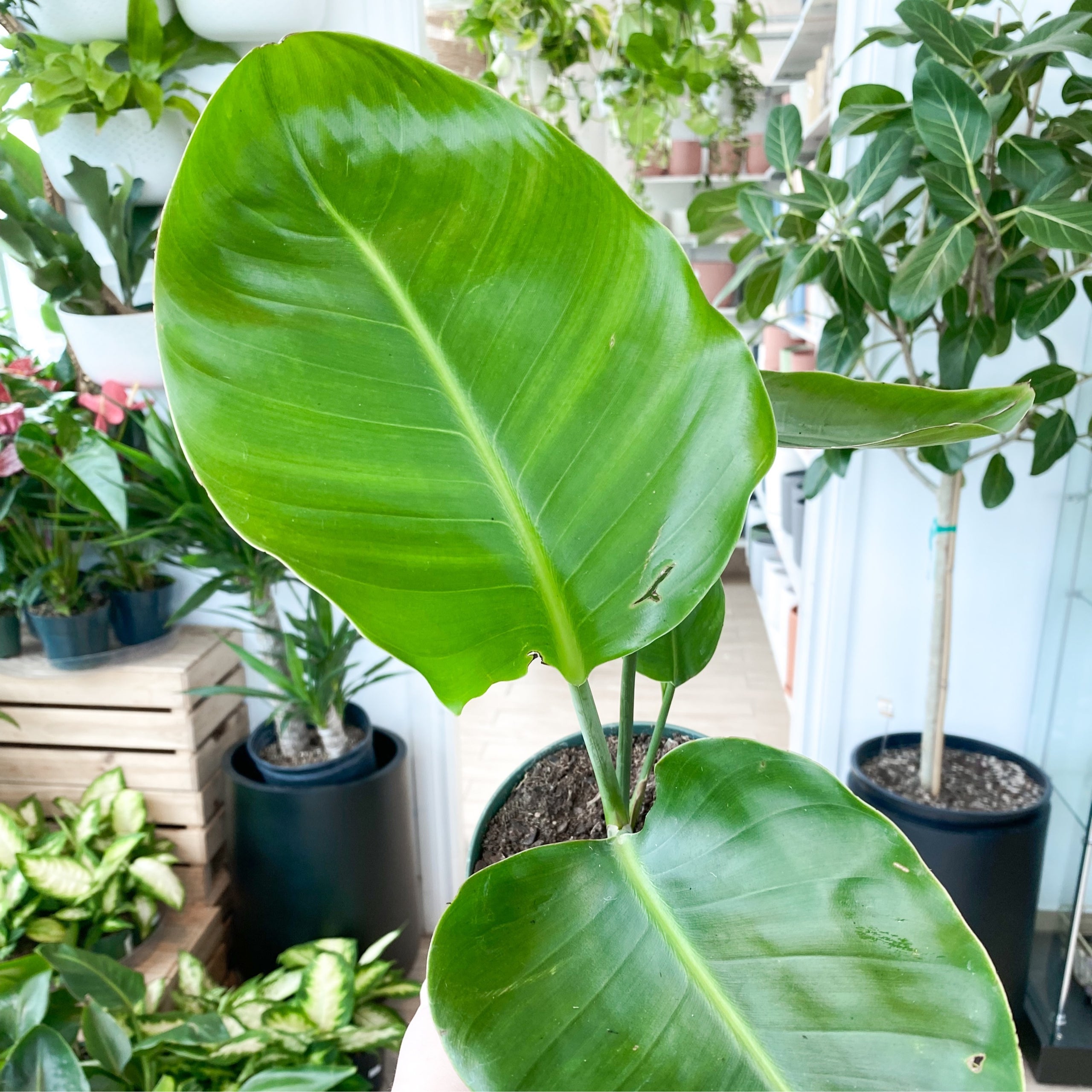 Bird of Paradise White (Strelitzia Nicholai) | Botaniful