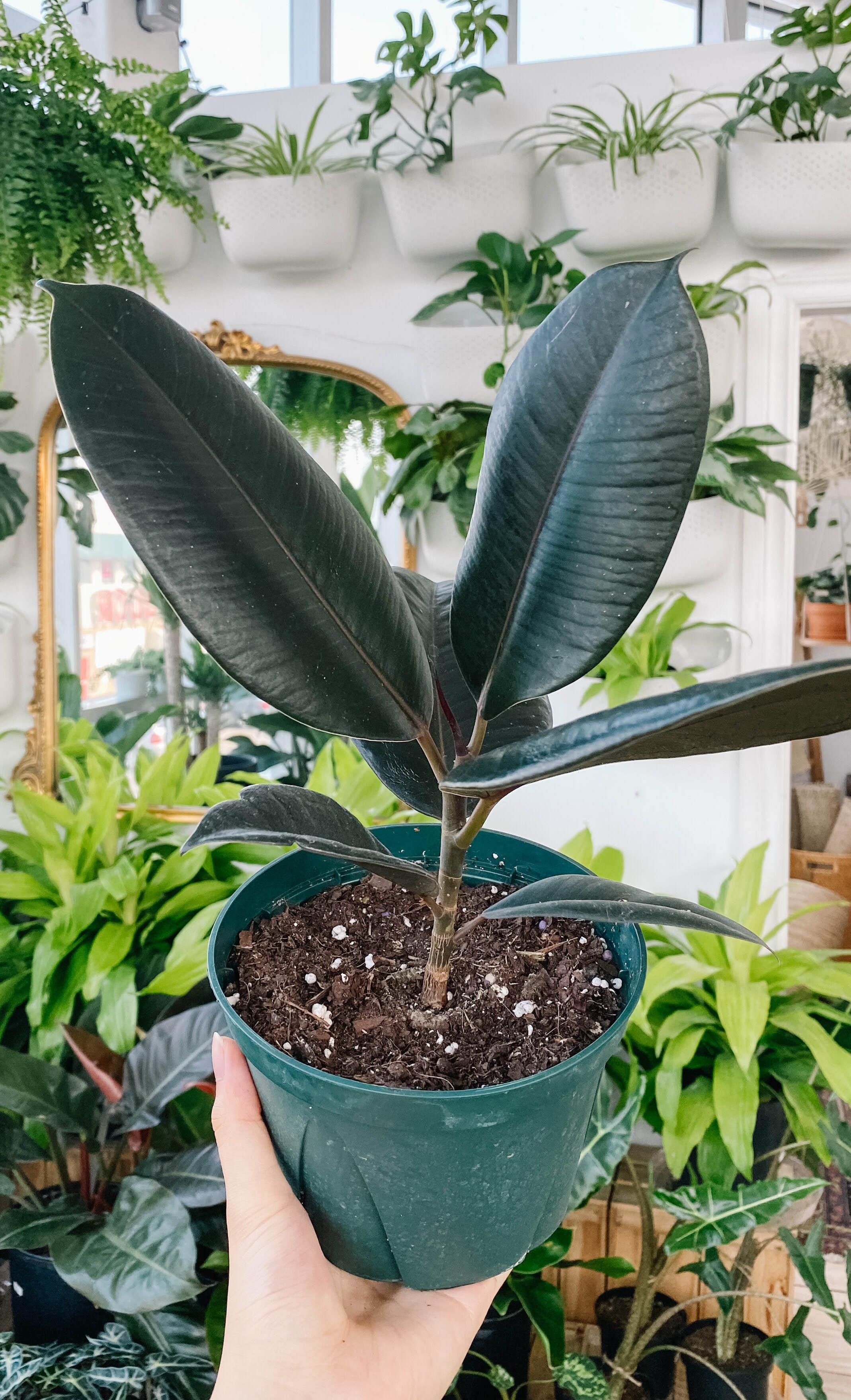 Ficus Elastica Burgundy Bush (Rubber Plant) | Botaniful