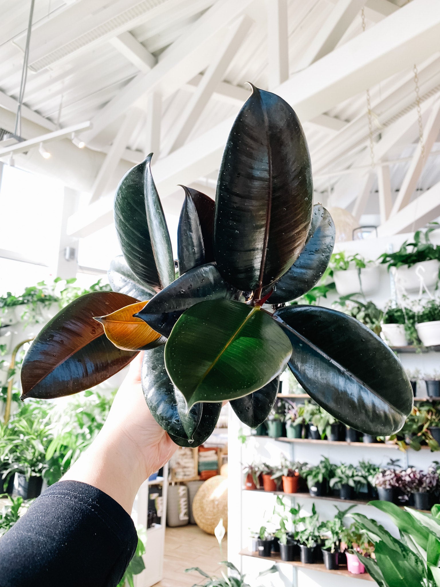 Ficus Elastica Burgundy Bush (Rubber Plant) | Botaniful