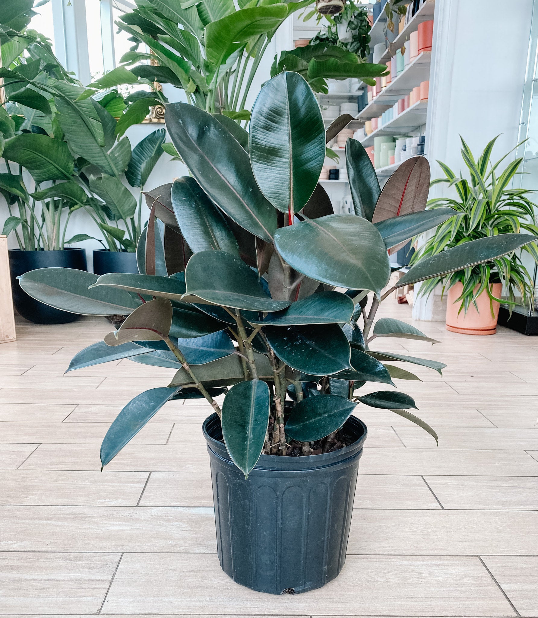 Ficus Elastica Burgundy Bush (Rubber Plant) | Botaniful