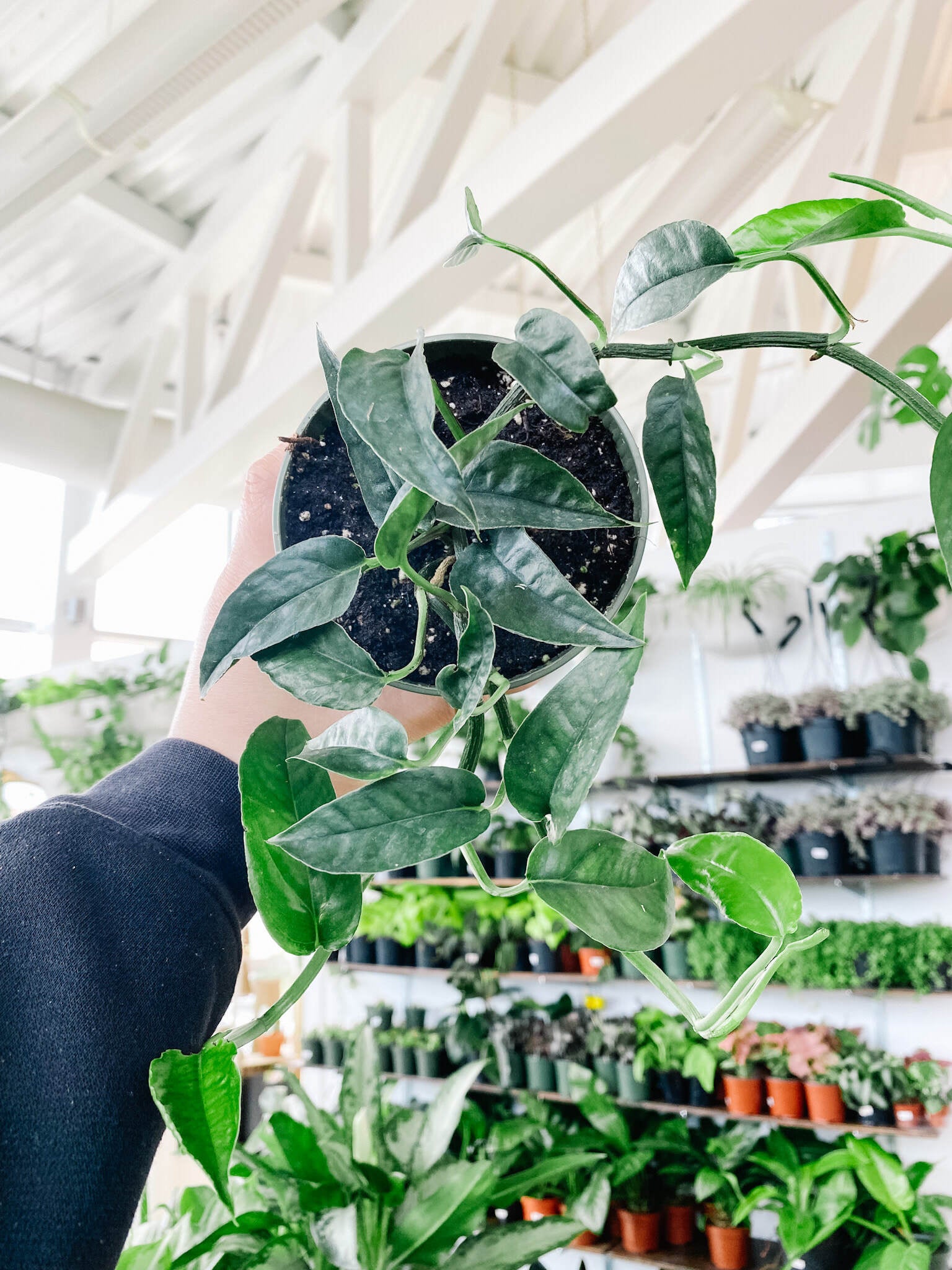 Epipremnum Pinnatum Skeleton Key | Botaniful