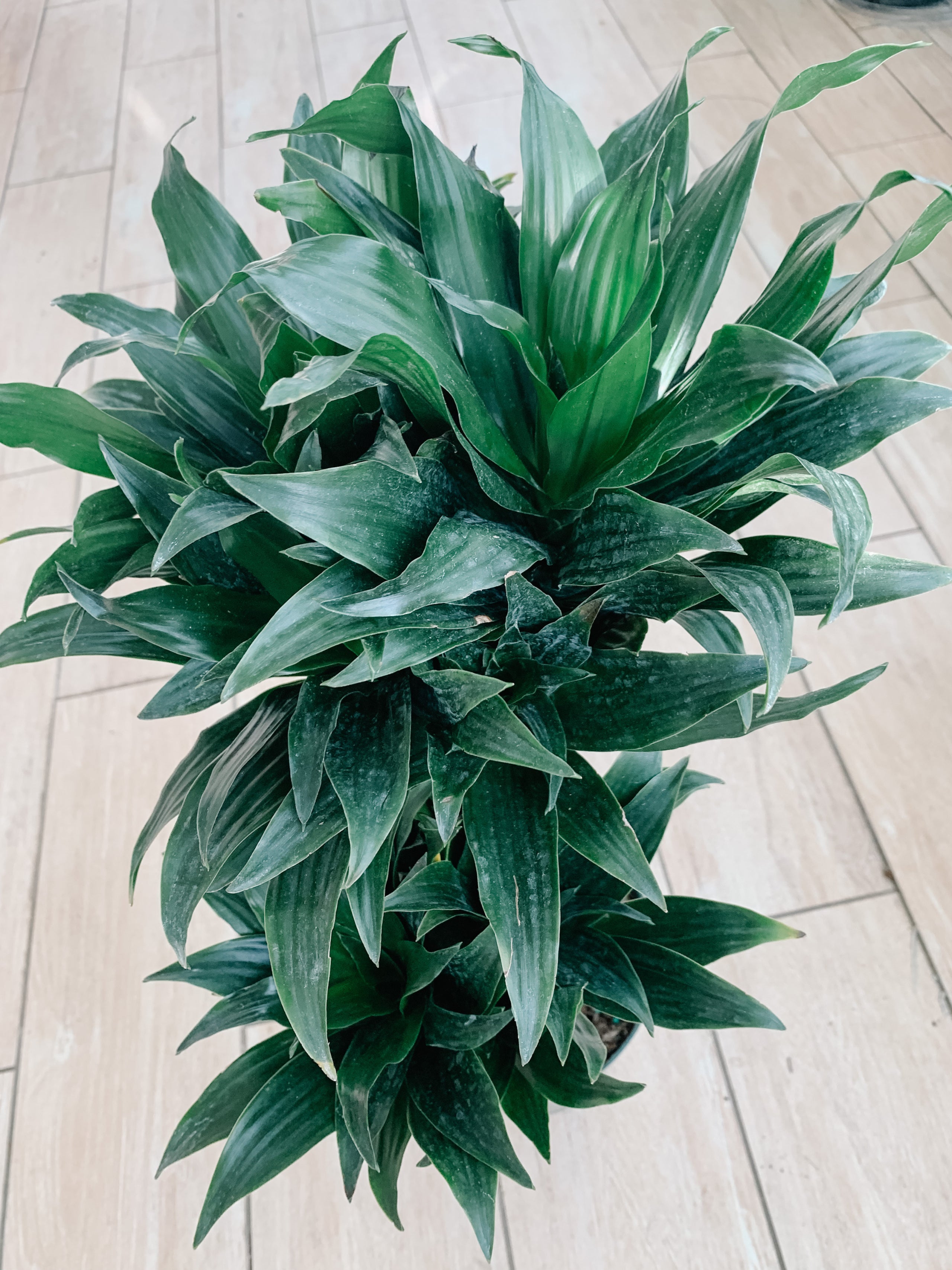 Dracaena Janet Craig Compacta Cutback Cane 6" | Botaniful