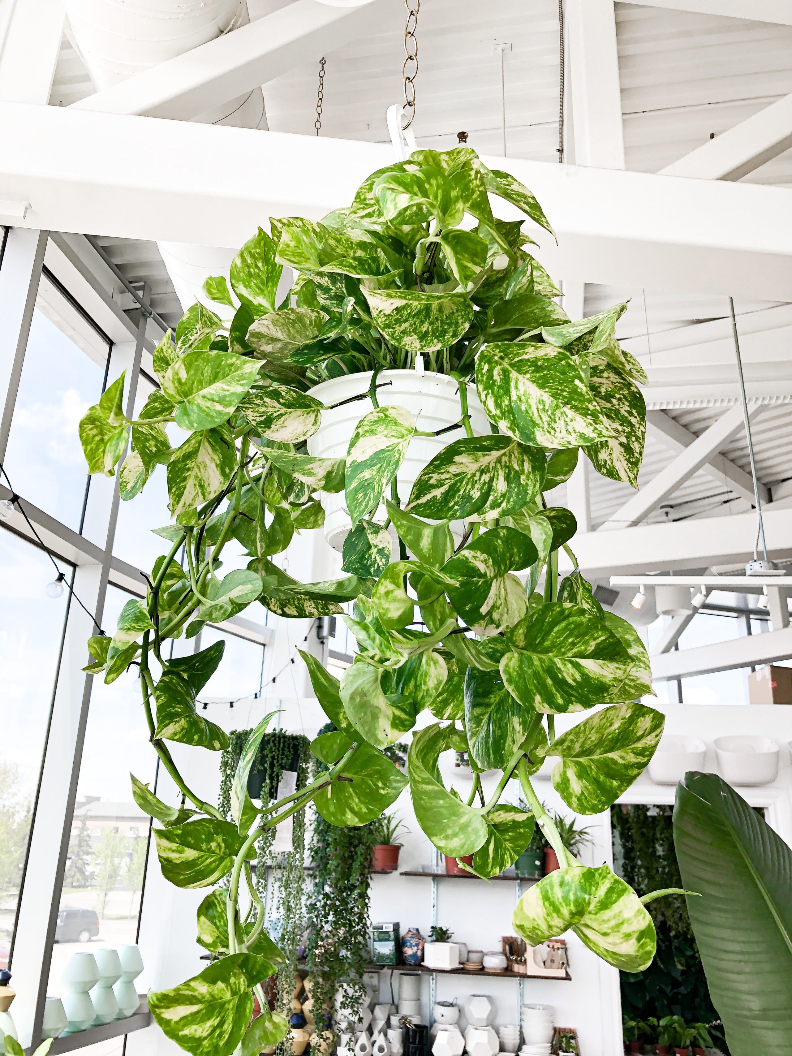 Pothos Golden Hi Colour (Epipremnum Aureum) | Botaniful
