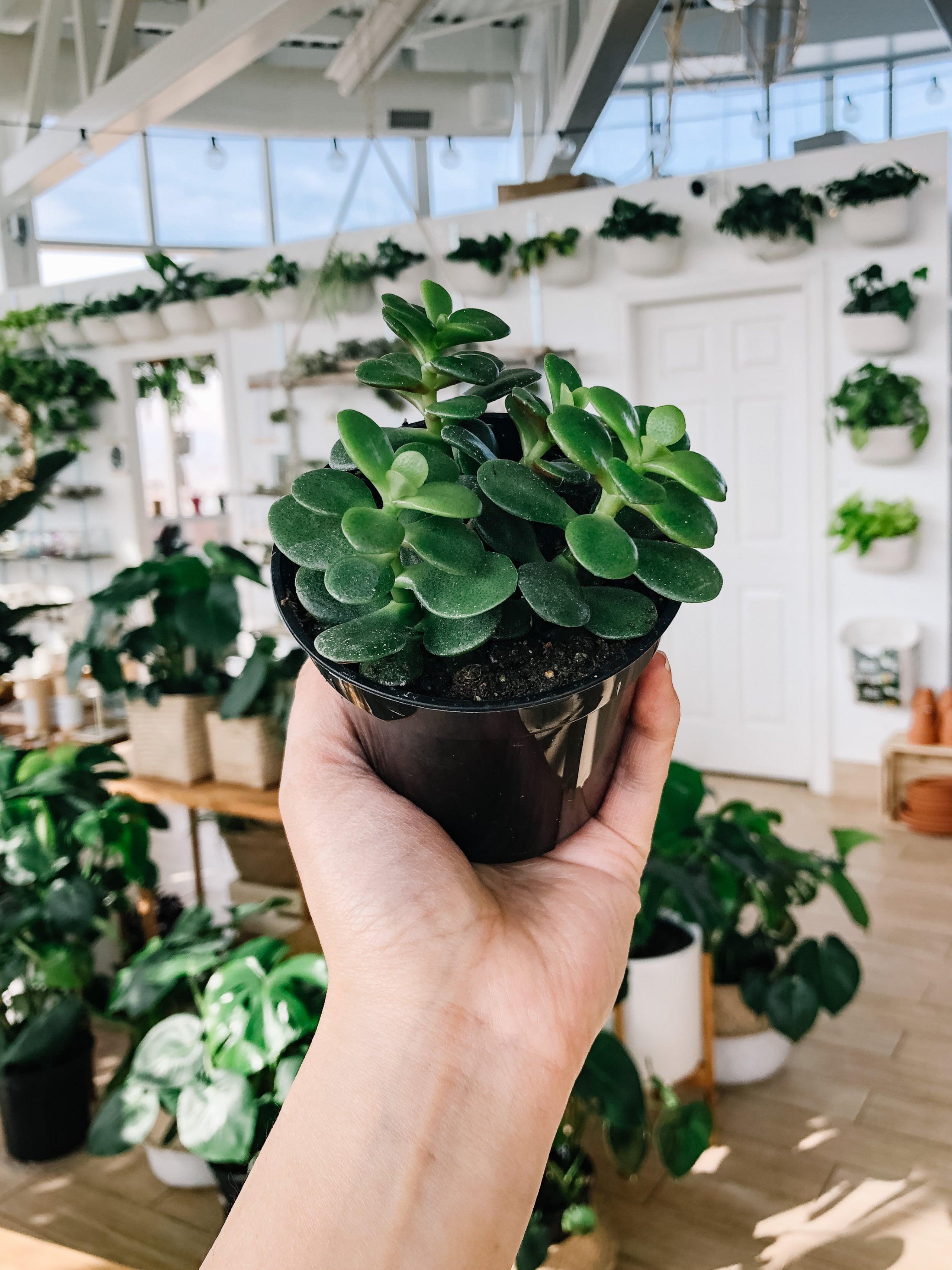 Crassula Mini (Mini Jade Plant) 3.5" | Botaniful