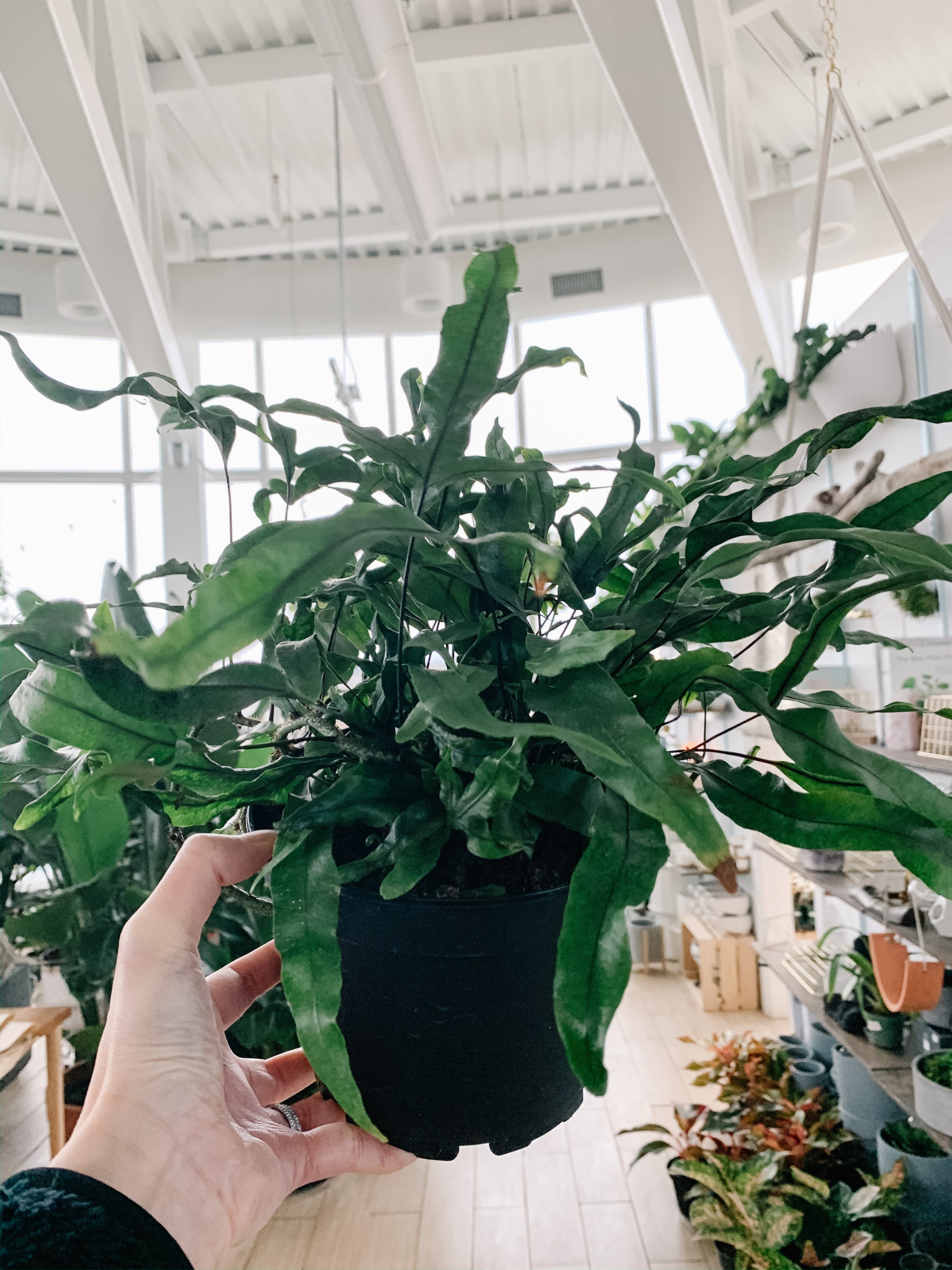 Fern Kangaroo Paw | Botaniful