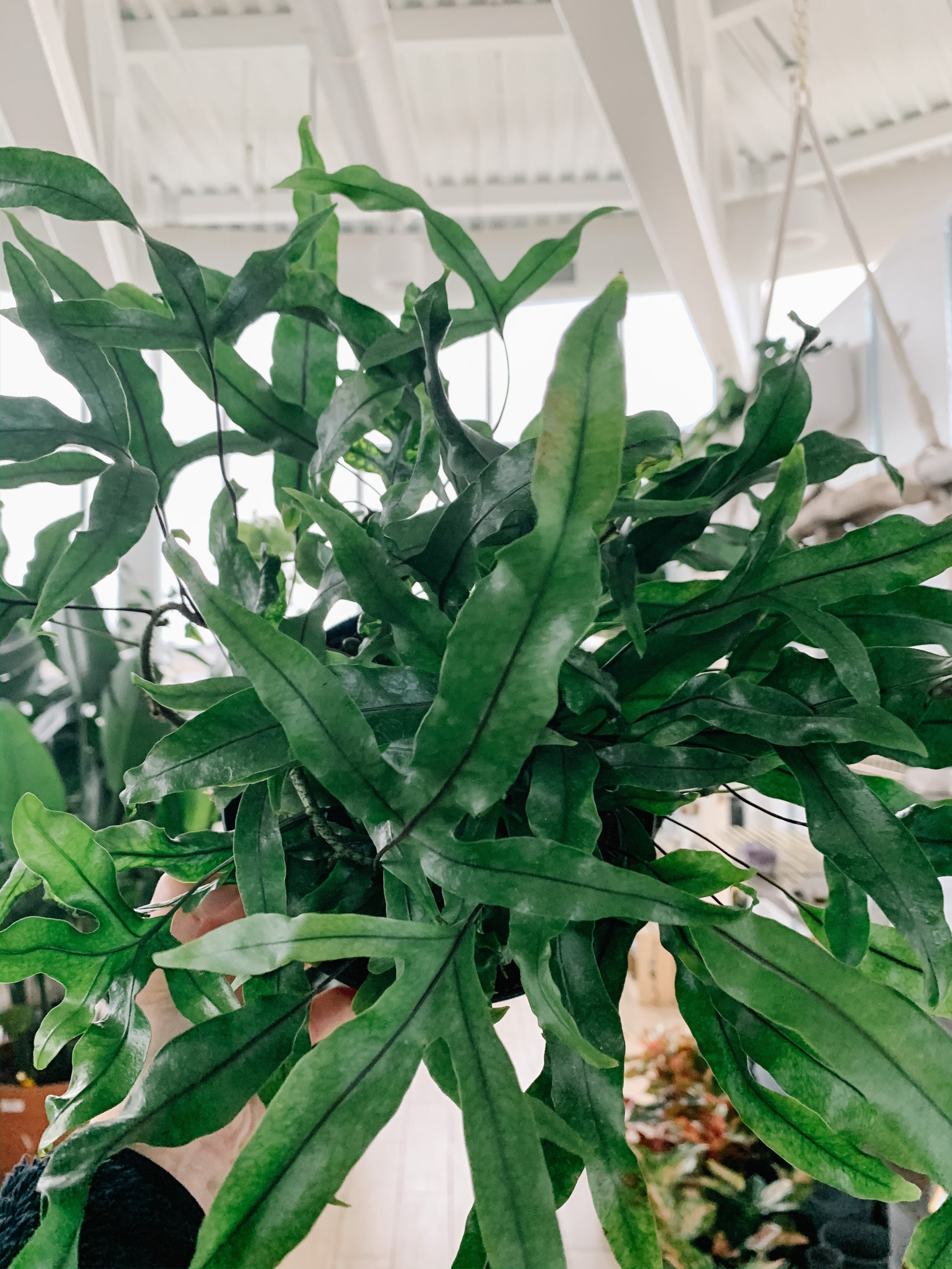 Fern Kangaroo Paw | Botaniful