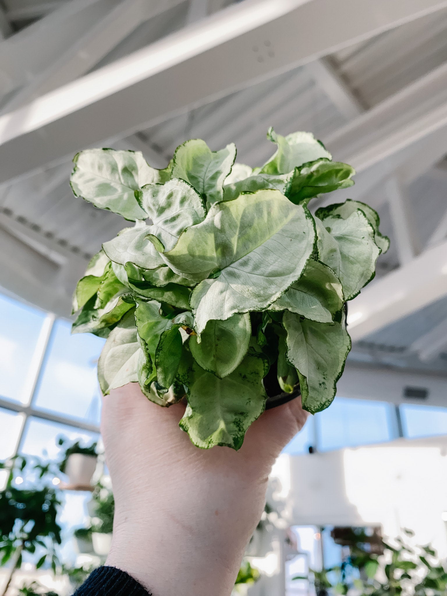 Syngonium Butterfly White (Nephthytis) | Botaniful
