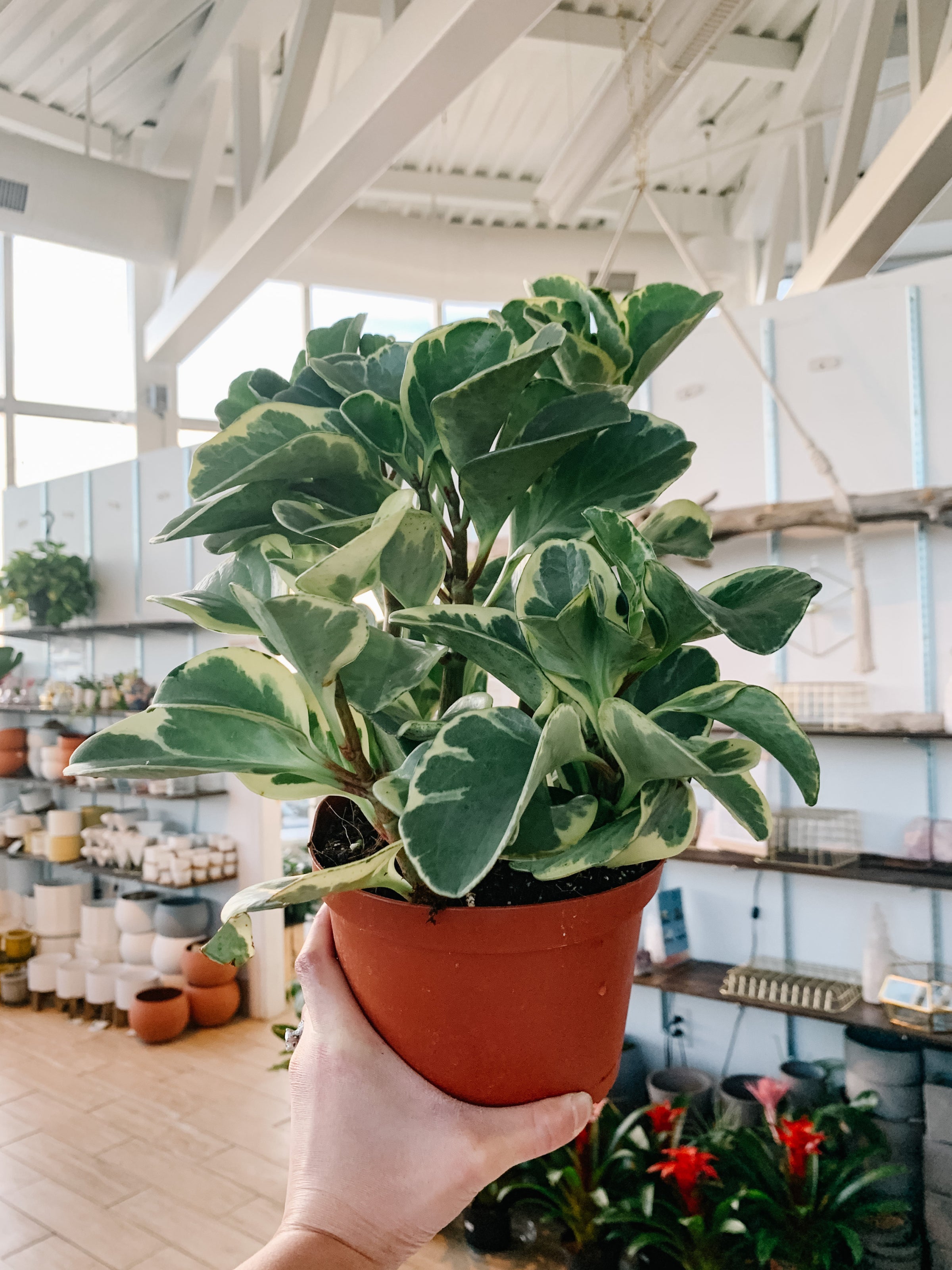Peperomia Obtusifolia Variegated (Pepperface) | Botaniful