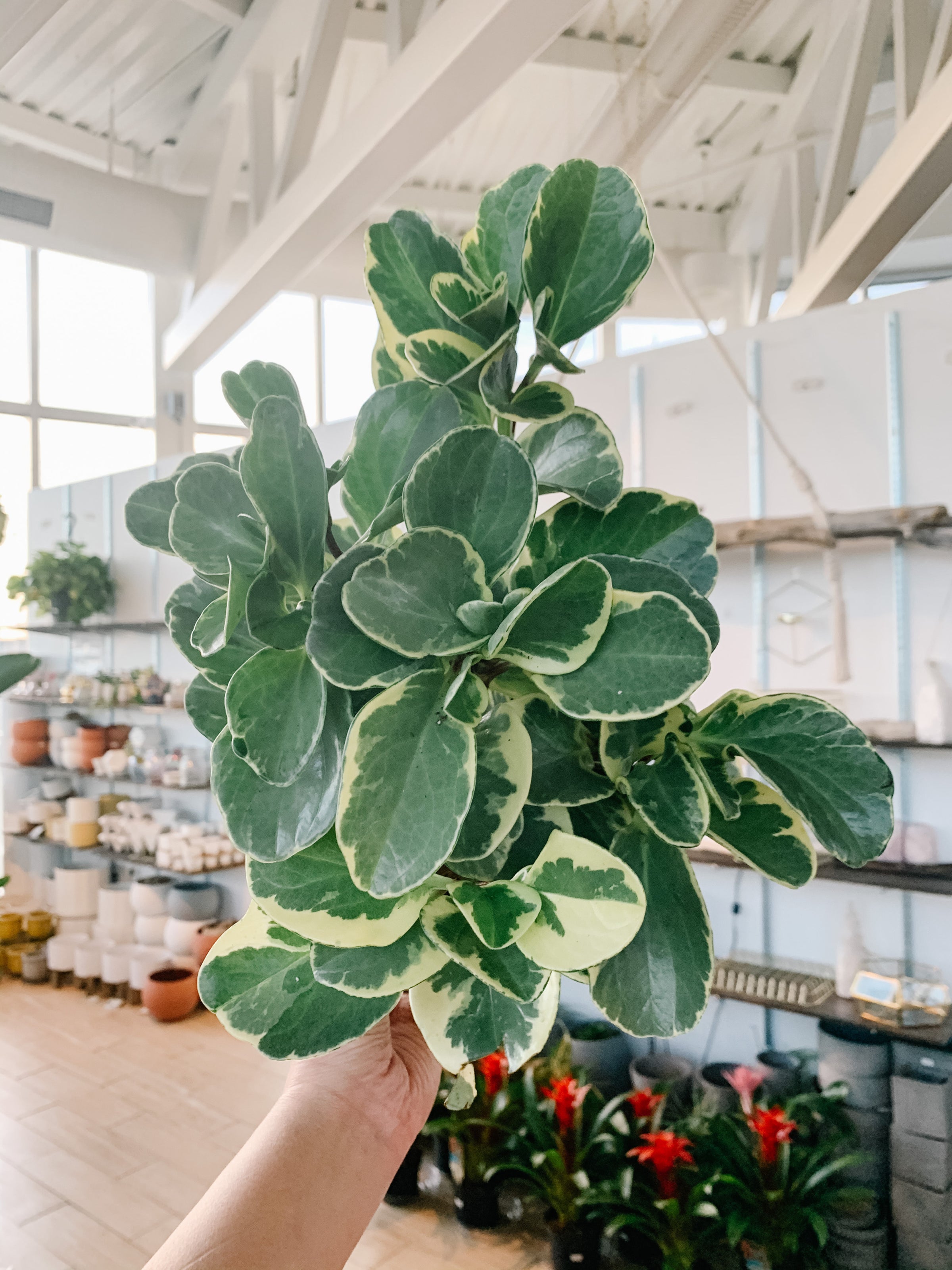 Peperomia Obtusifolia Variegated (Pepperface) | Botaniful