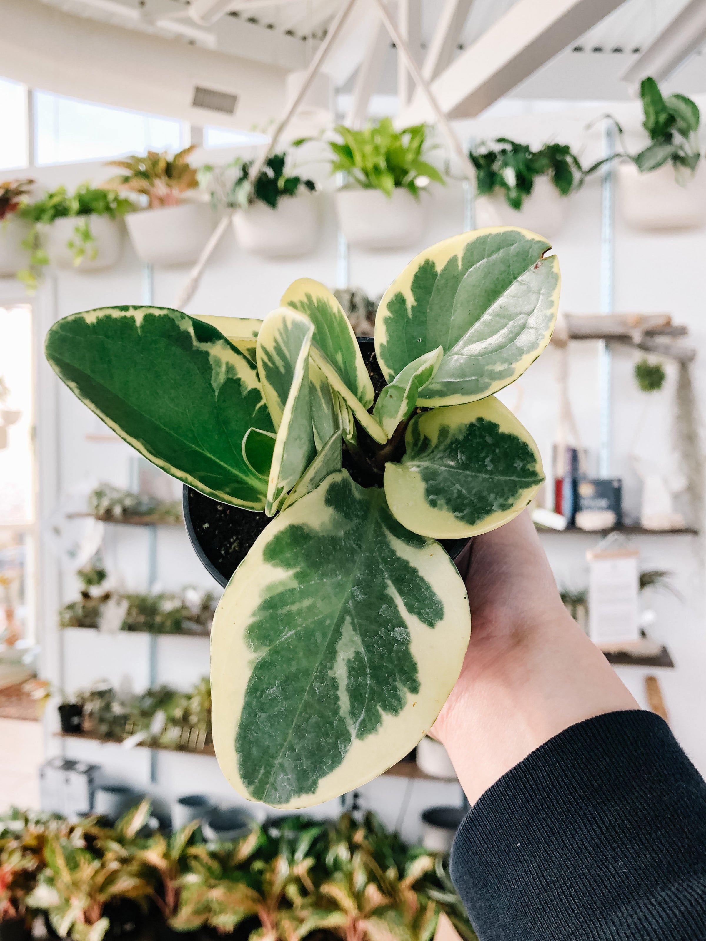 Peperomia Obtusifolia Variegated (Pepperface) | Botaniful