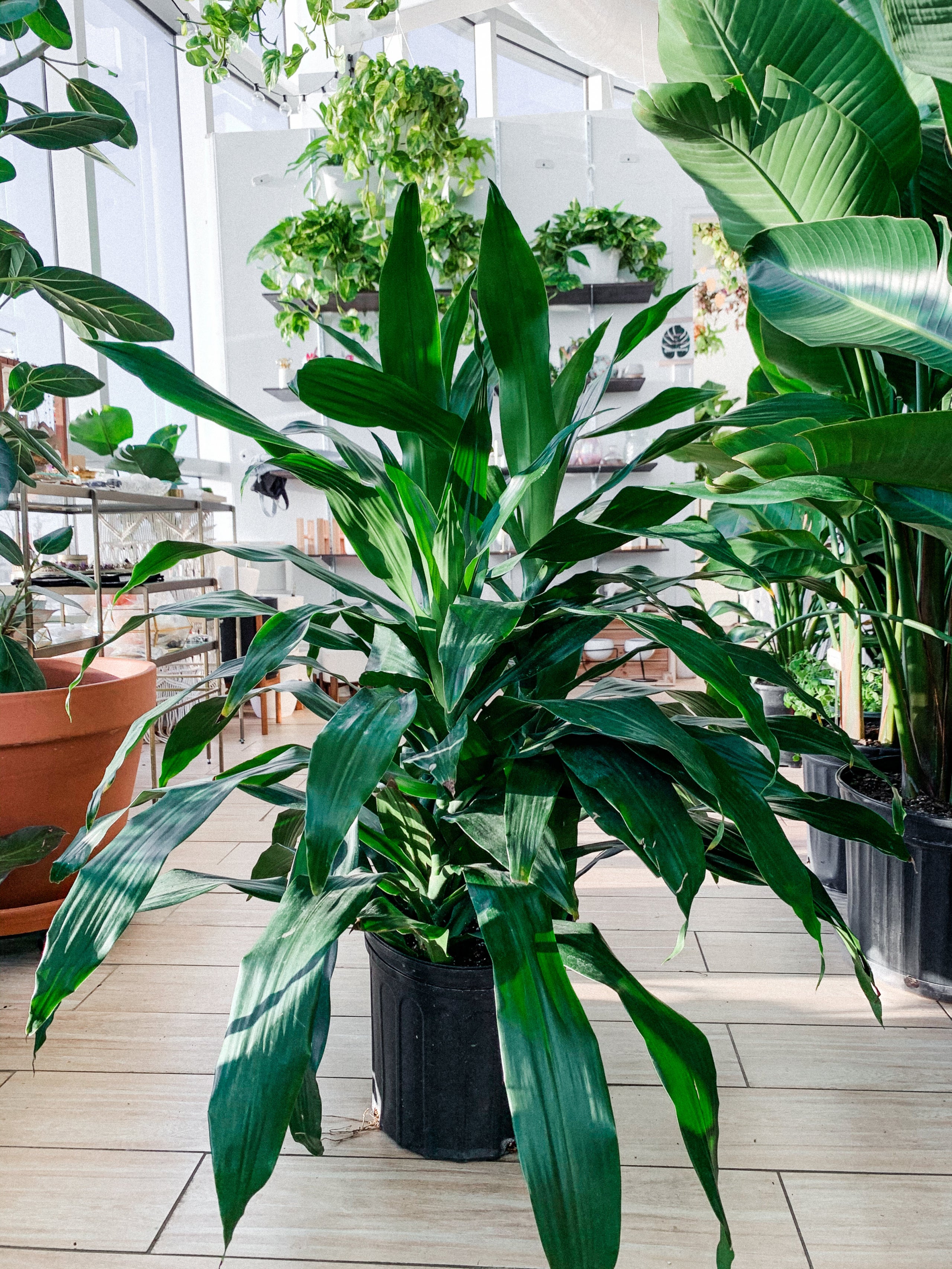 Dracaena Janet Craig Compacta Bush | Botaniful