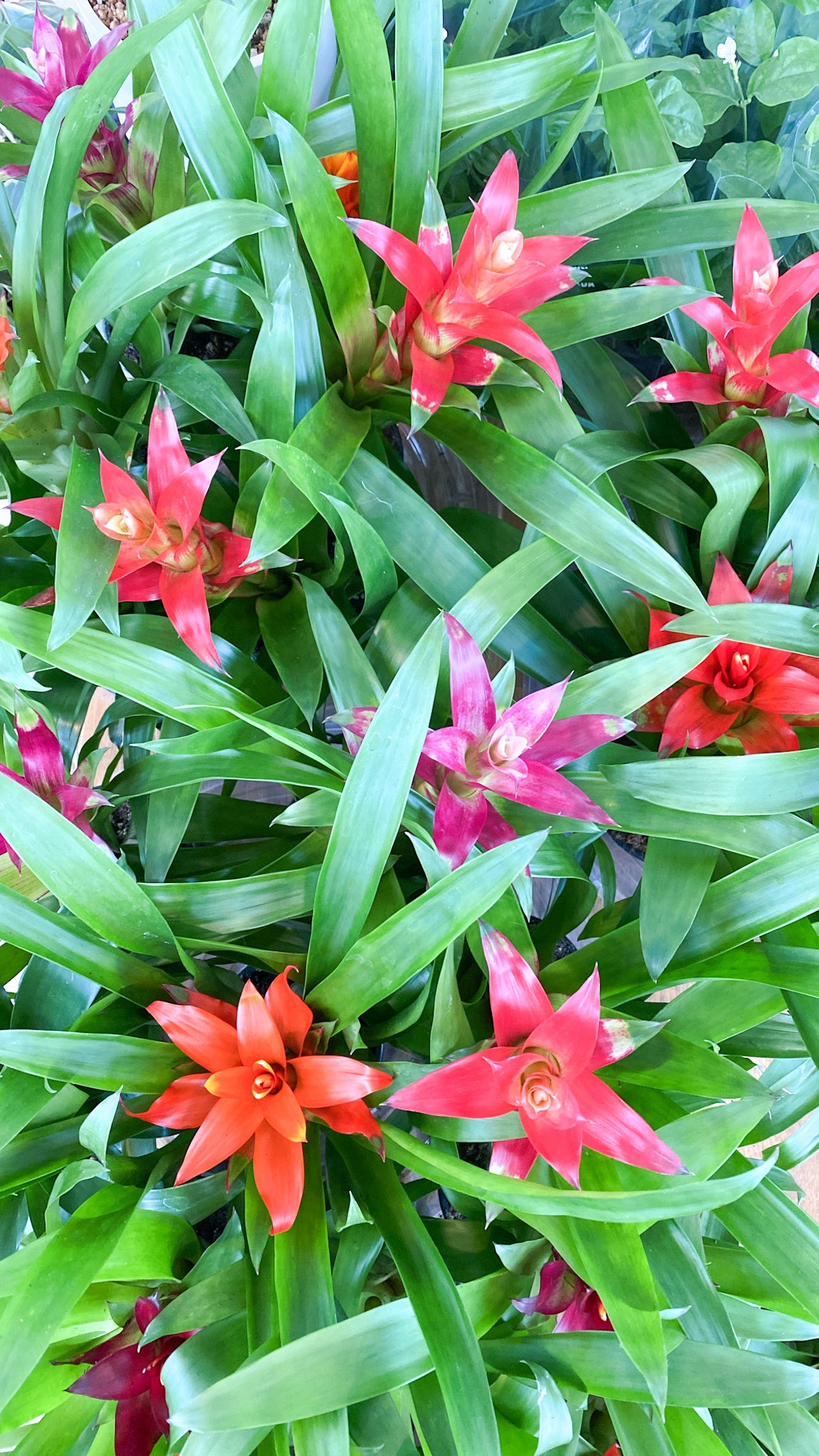 Bromeliad Assorted 4" | Botaniful