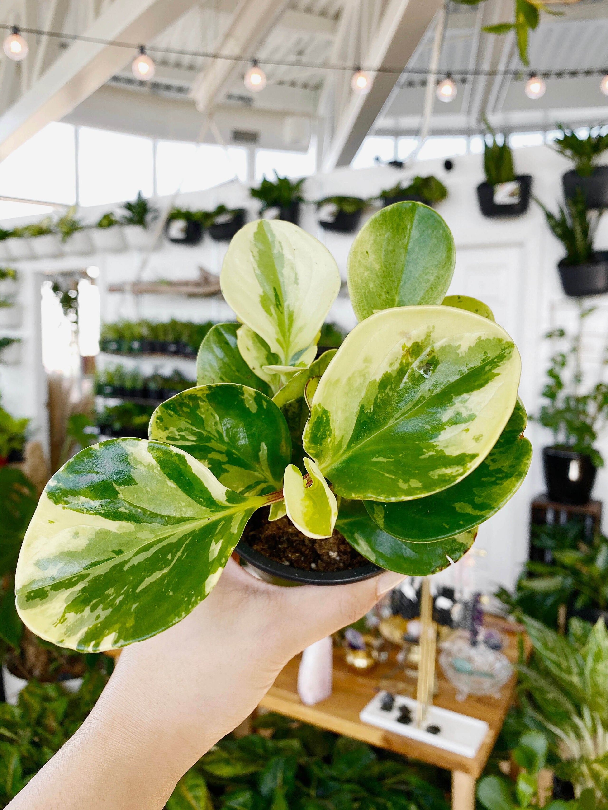 Peperomia Obtusifolia Marble (Pepperface) | Botaniful