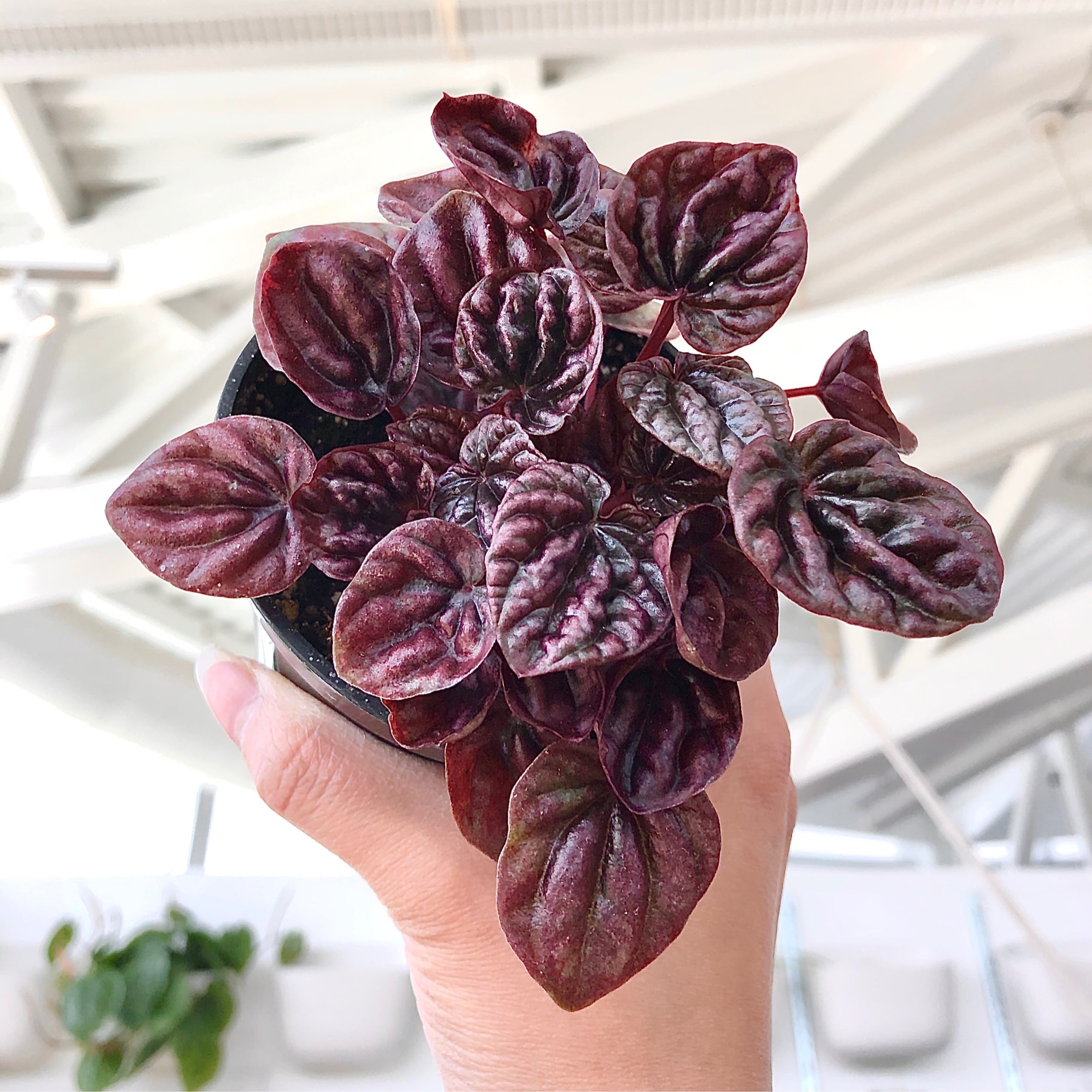 Peperomia Red Ripple (Caperata) | Botaniful