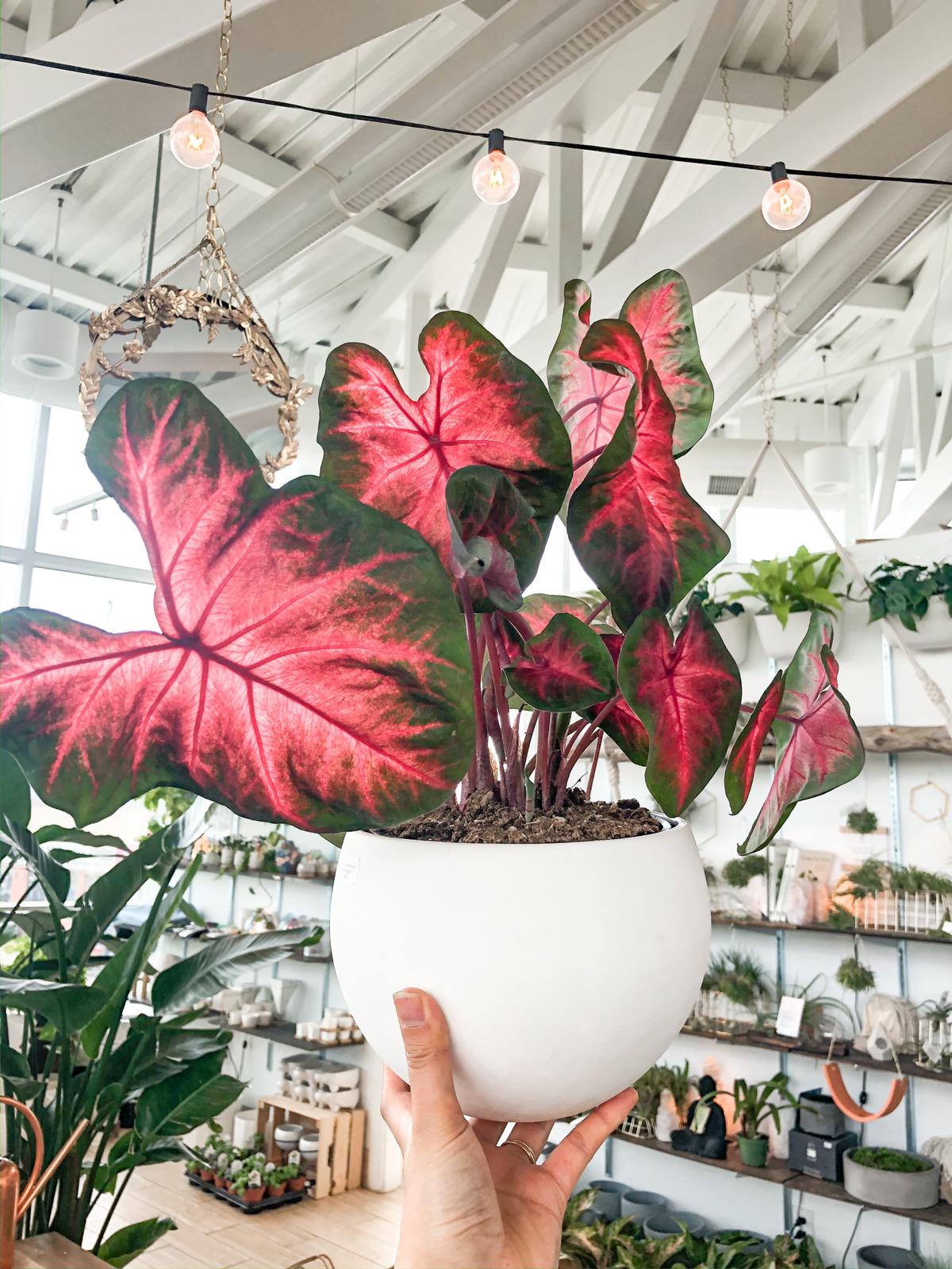 Caladium Red Alert 6" | Botaniful