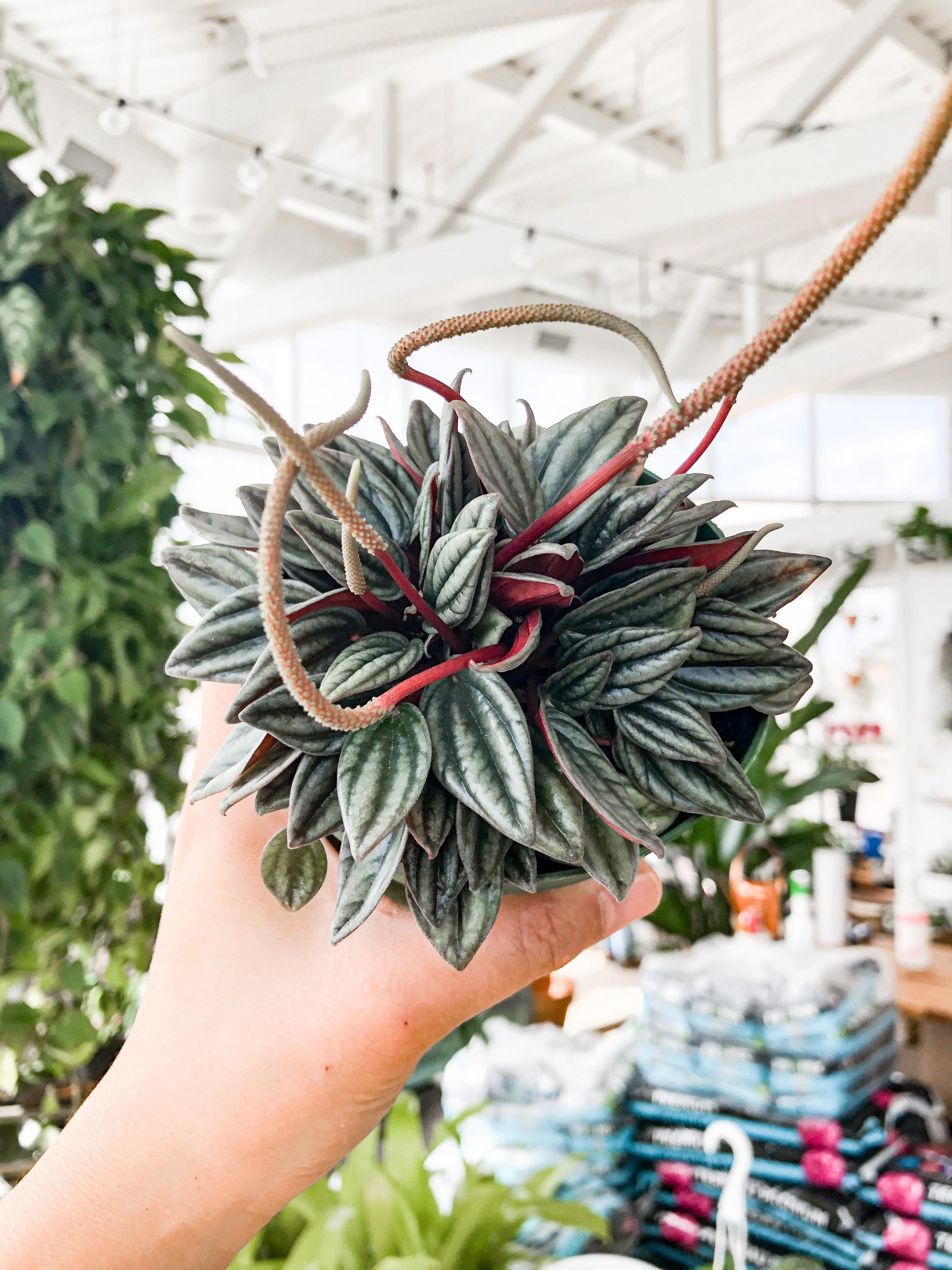 Peperomia Pearls (Caperata) | Botaniful