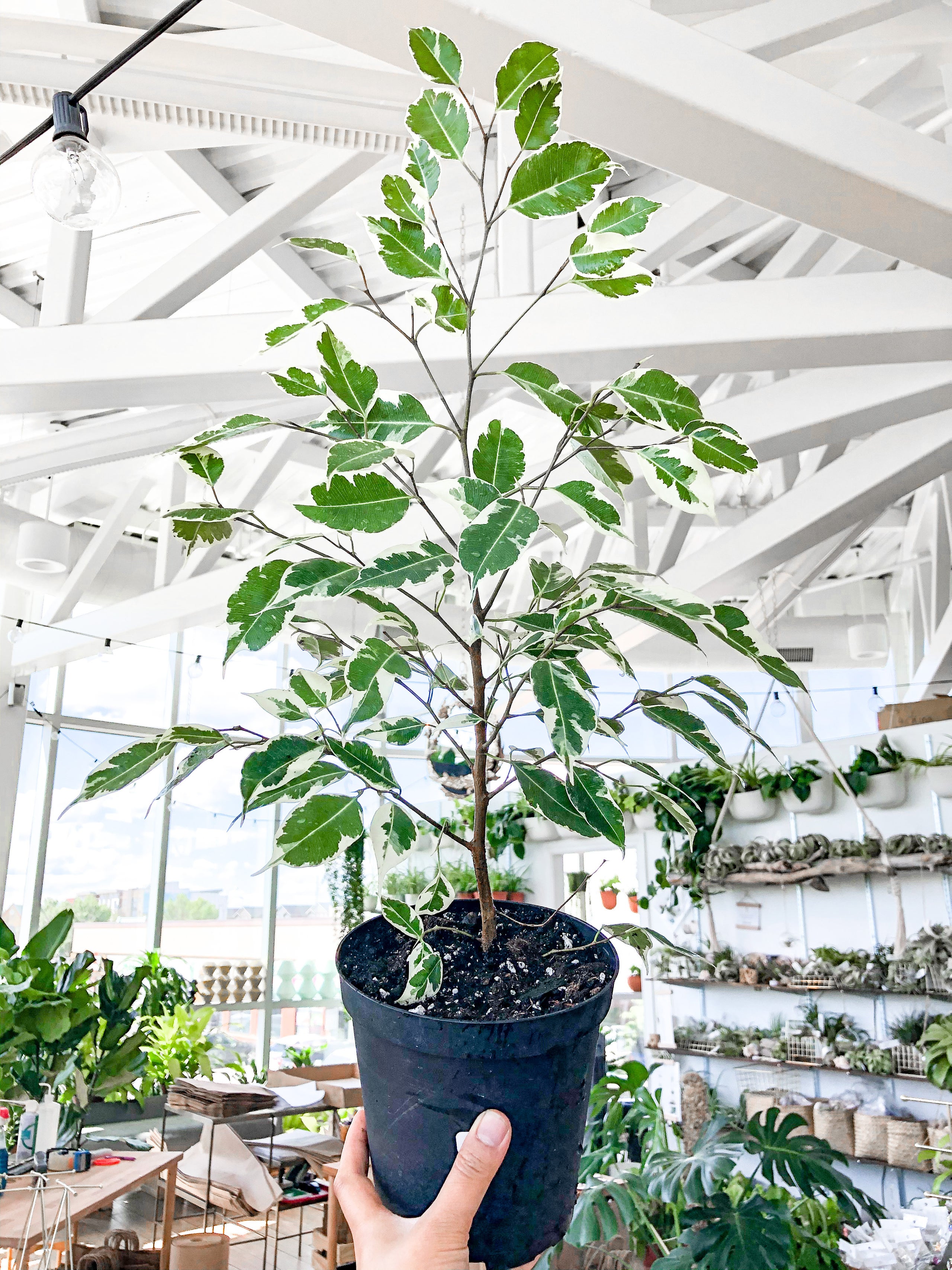 Ficus Benjamina Starlight (Weeping Fig/Ficus Benji) | Botaniful
